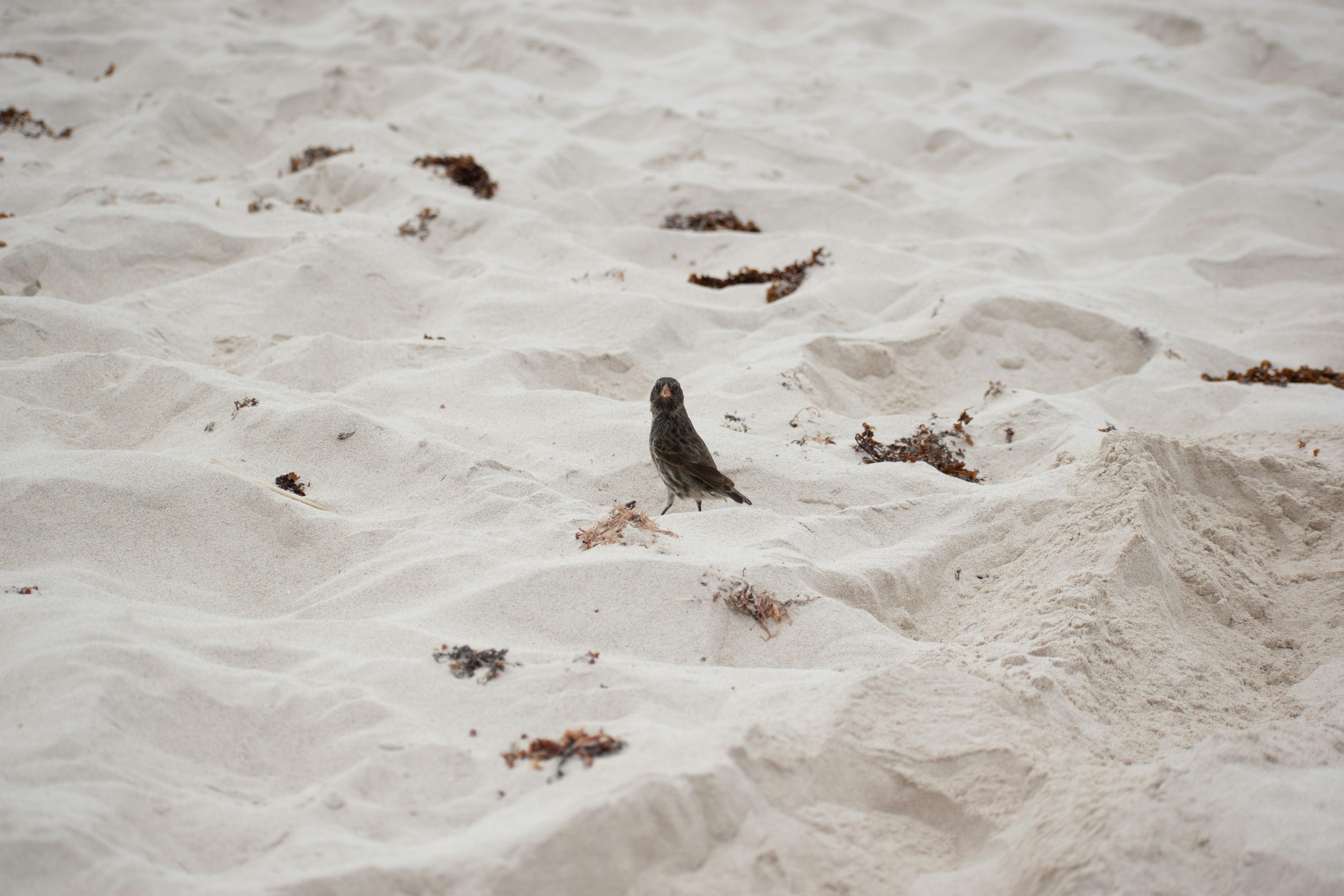 a bird standing in the snow