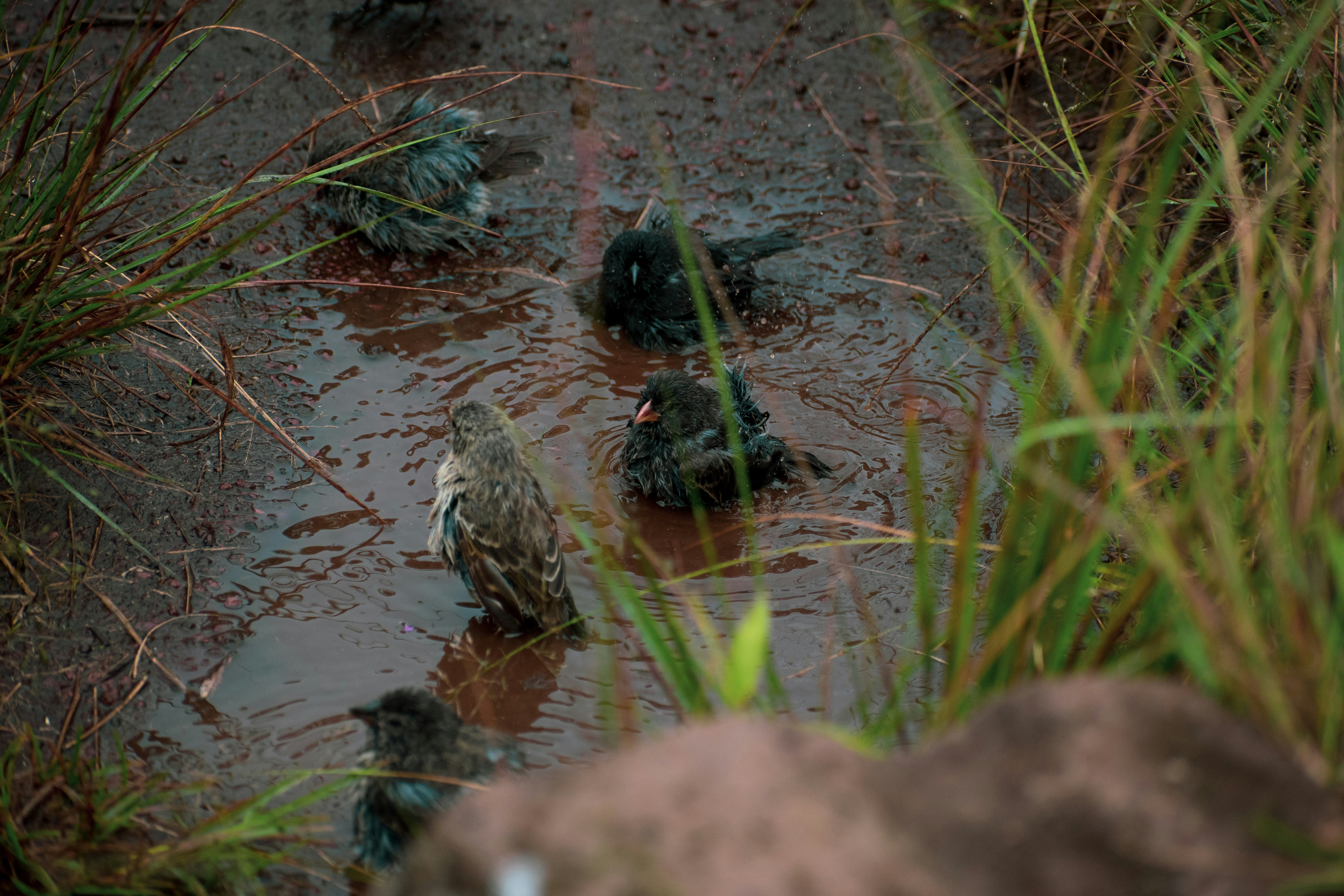 Ducklings in a Muddy Refuge: Quiet Life Among Reeds