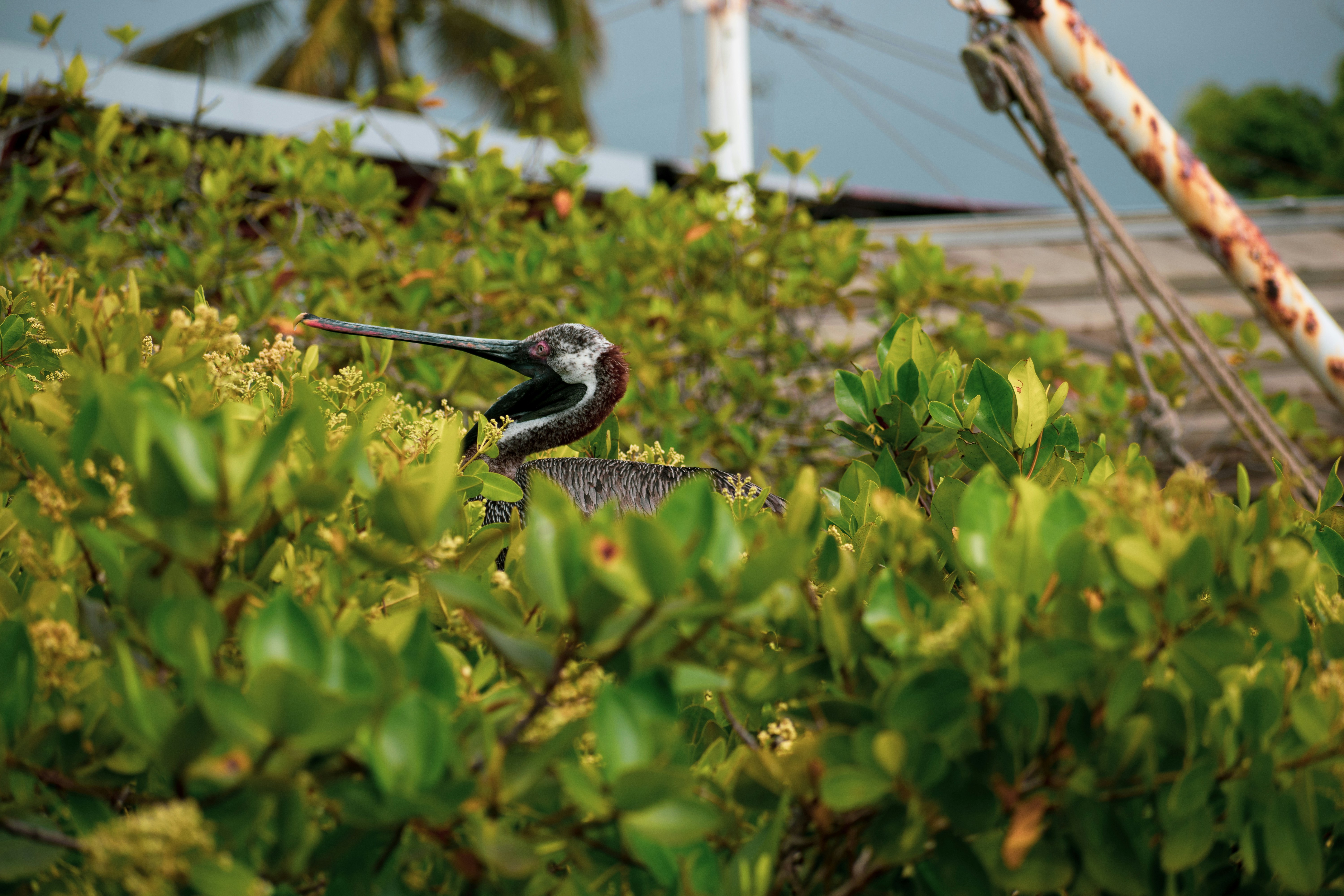 Un pequeño insecto en una planta foto – Imagen de Islas Galápagos ...