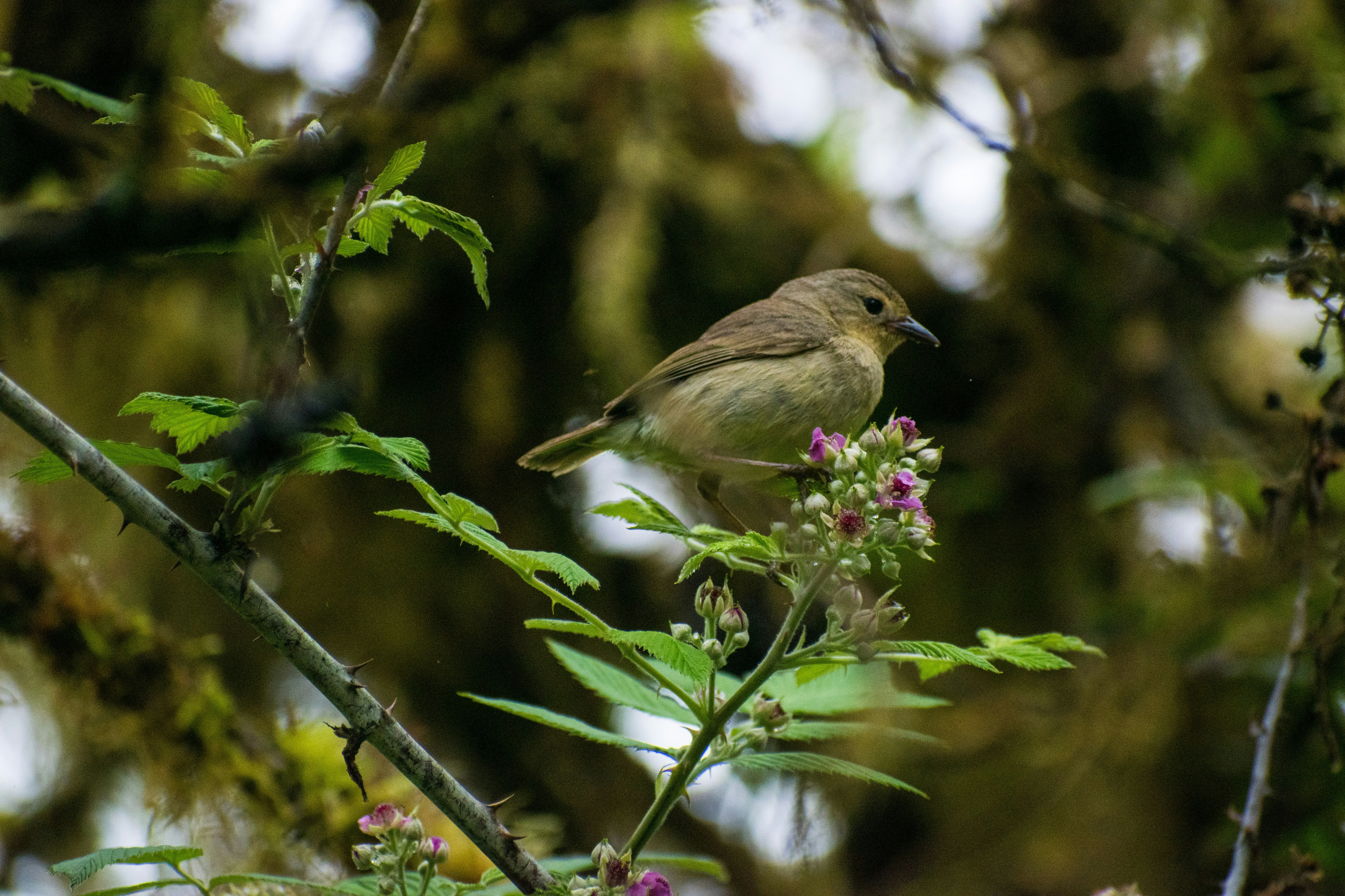 a bird perched on a branch