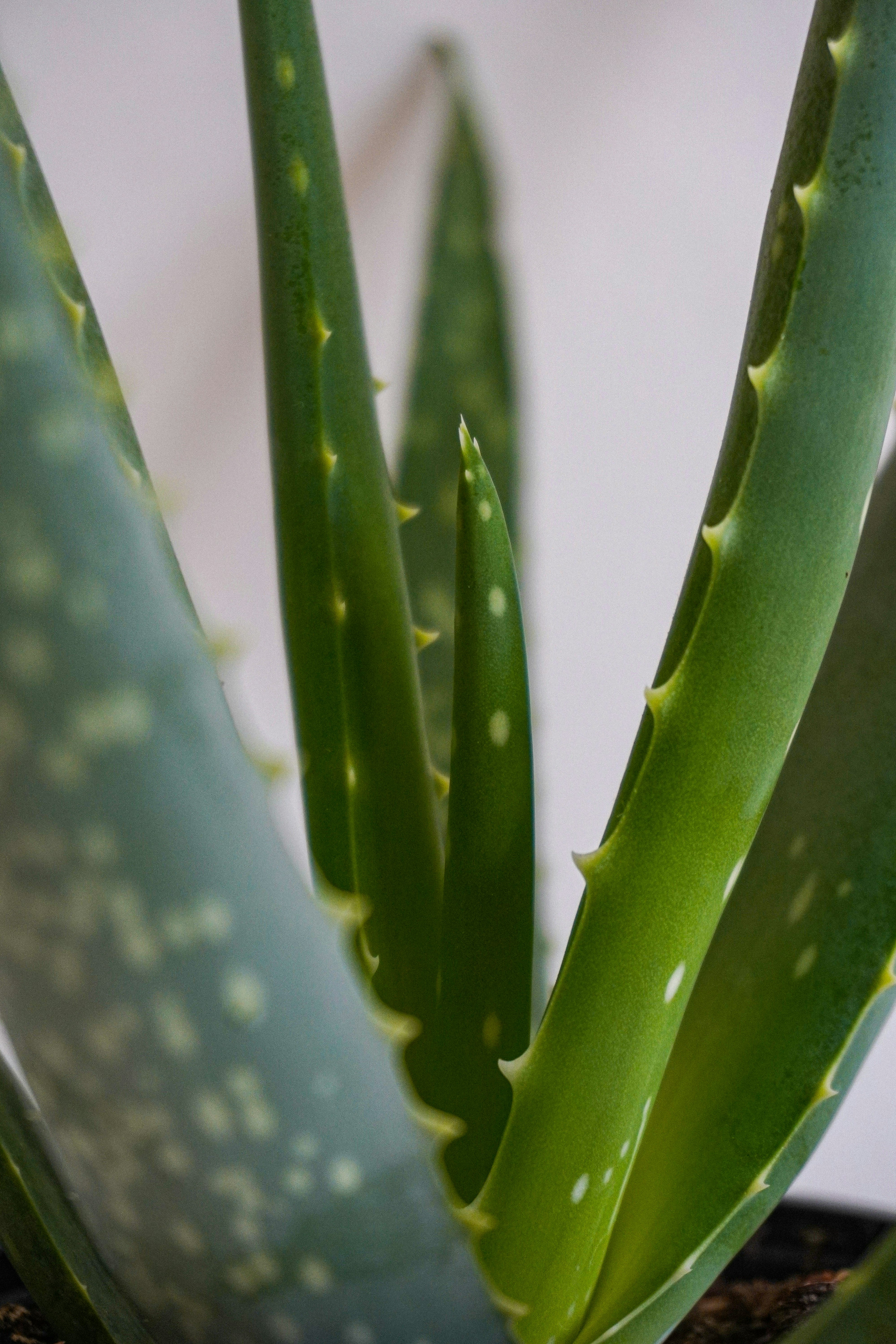 Close-up of vibrant aloe vera leaves showcasing their unique texture and shape against a neutral background.