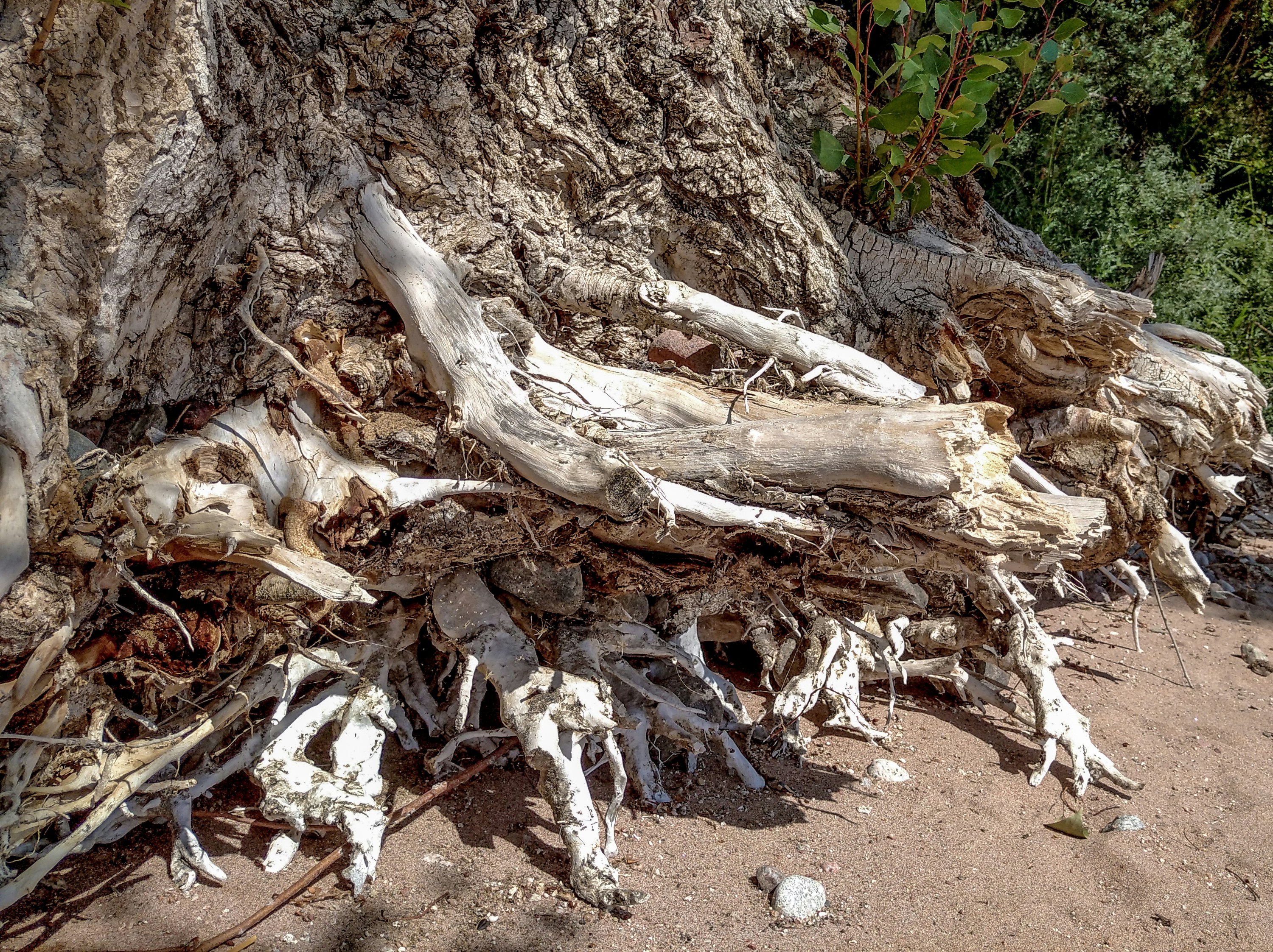 A tree trunk with many roots photo – Free Root Image on Unsplash