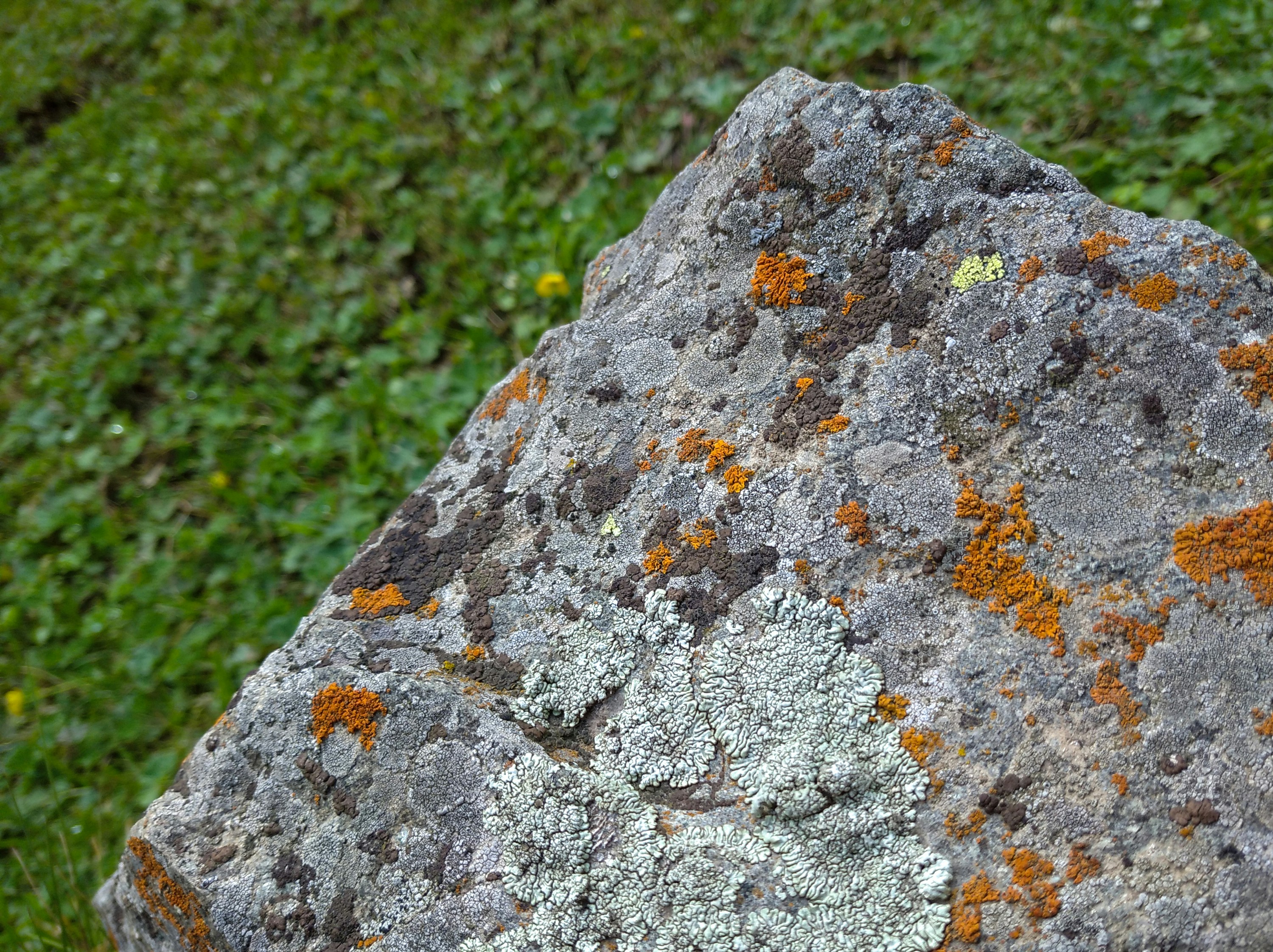 Weathered rock surface cloaked with orange and pale green lichen sits against a softly blurred grassy background.