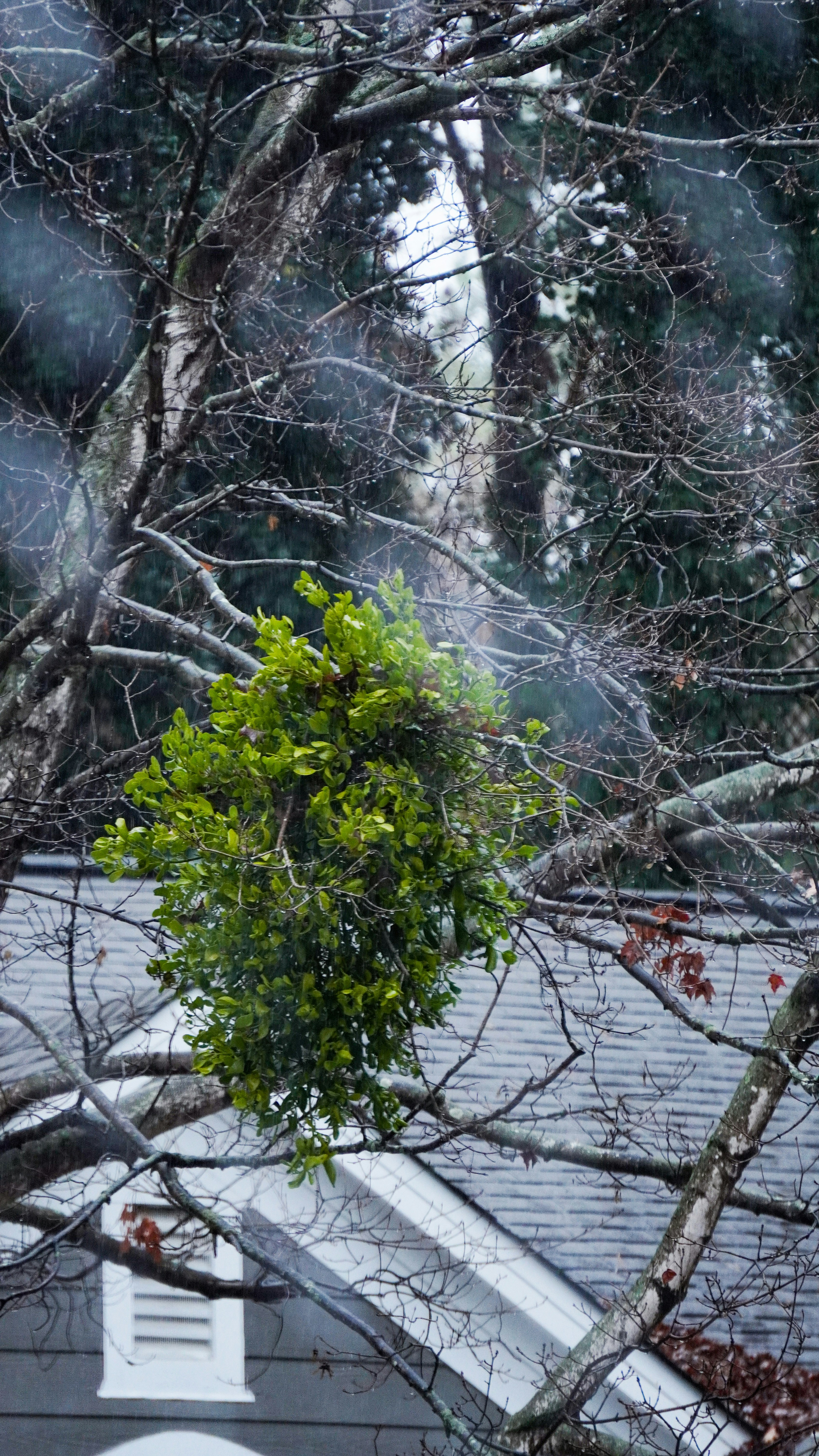 Green Bloom in Winter Nest: A Mossy Foliage Amid Bare Branches
