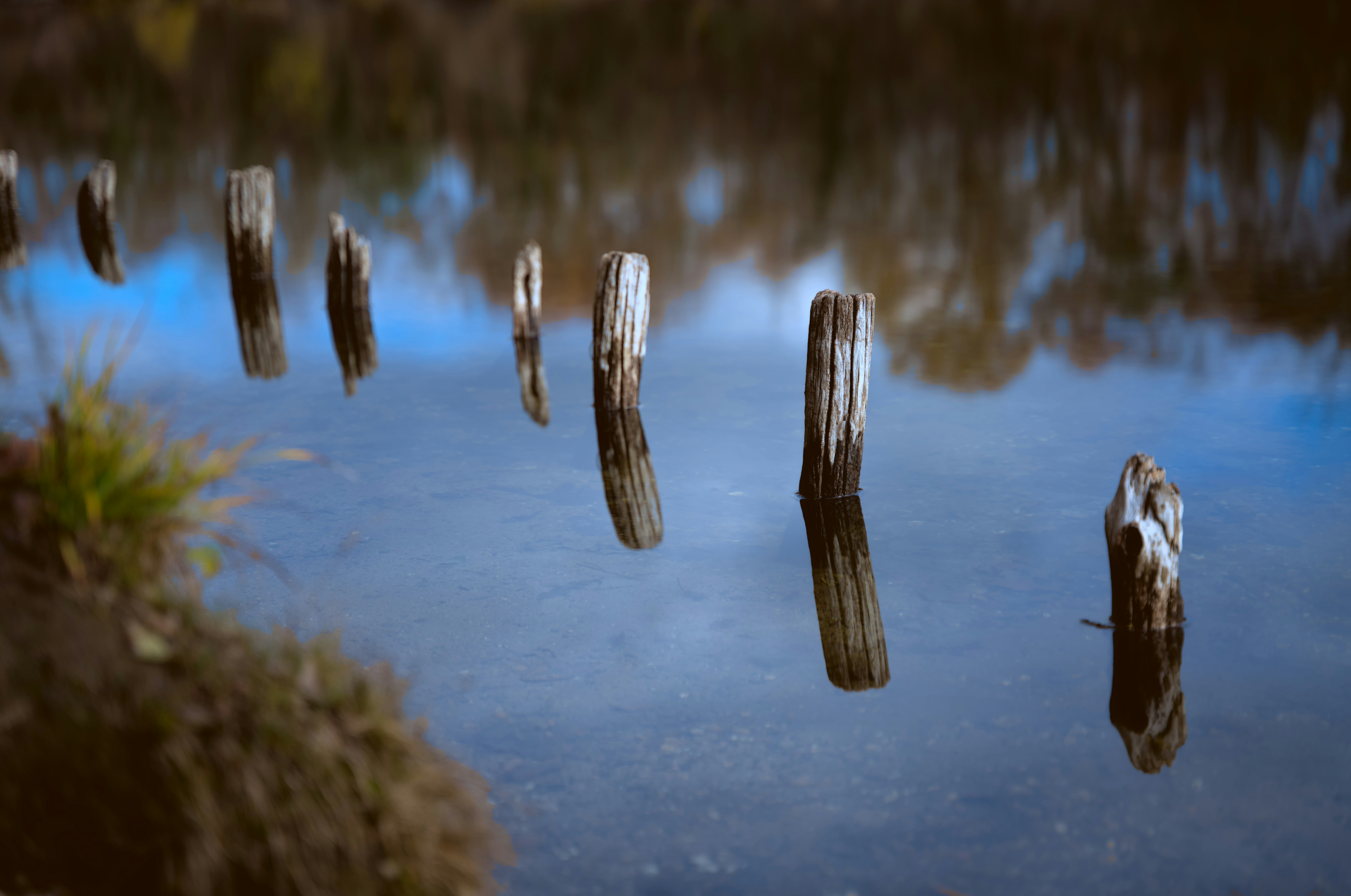 A group of sticks in water photo – Free Water Image on Unsplash