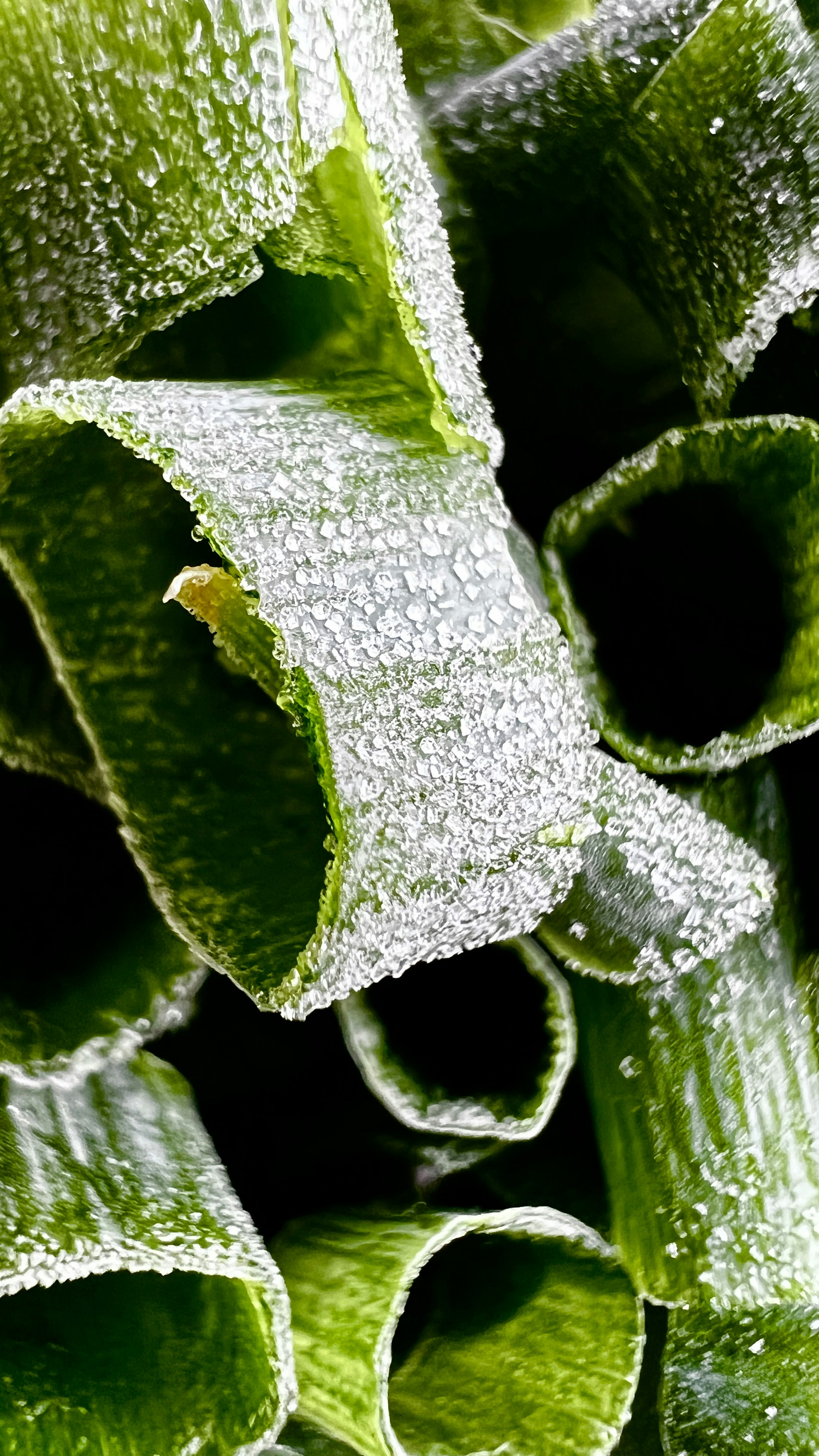 Dew-Rimed Green Ribbons: A Macro Portrait of Frost on Curled Foliage