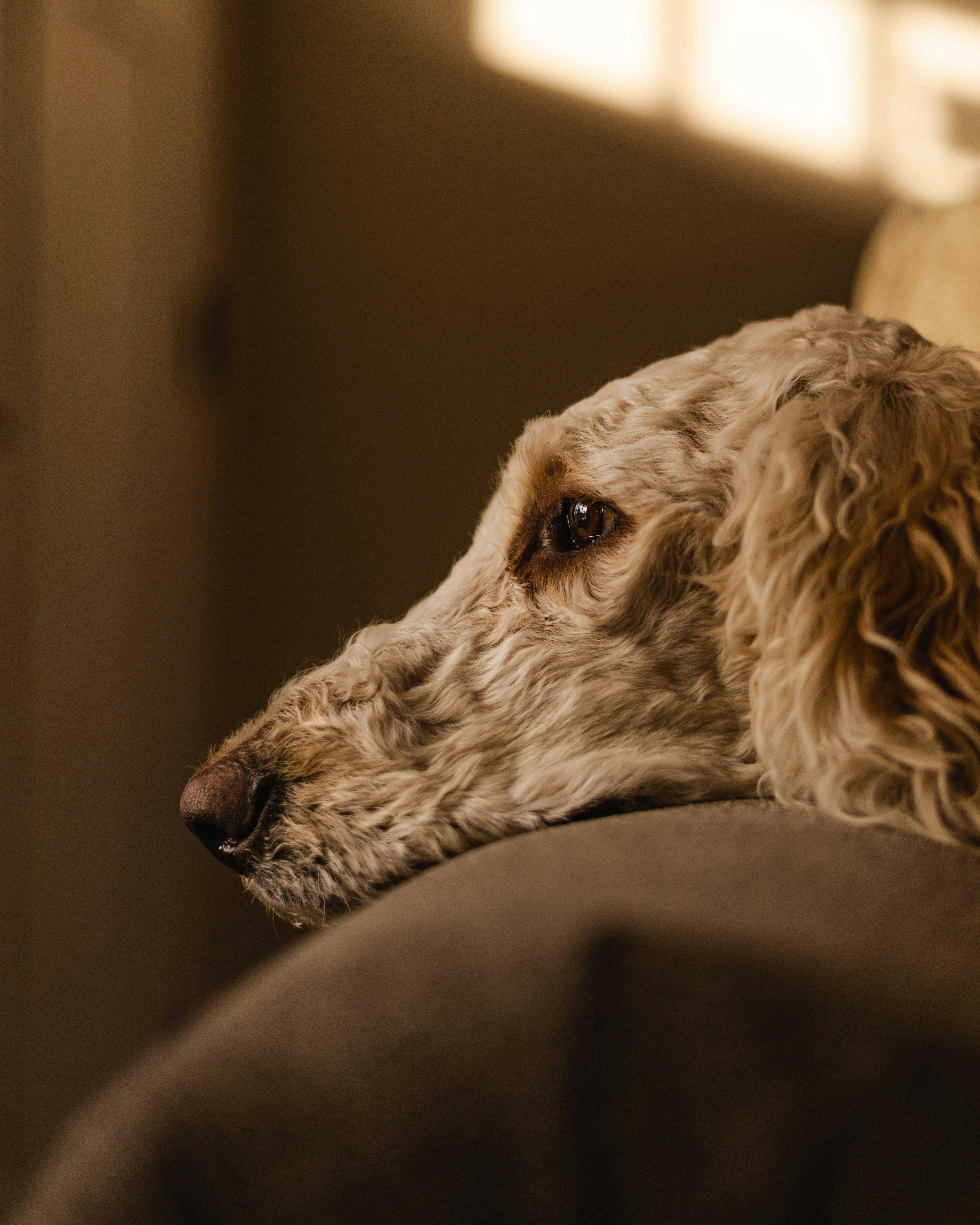 Foto Un perro mirando algo – Imagen Mamífero gratis en Unsplash