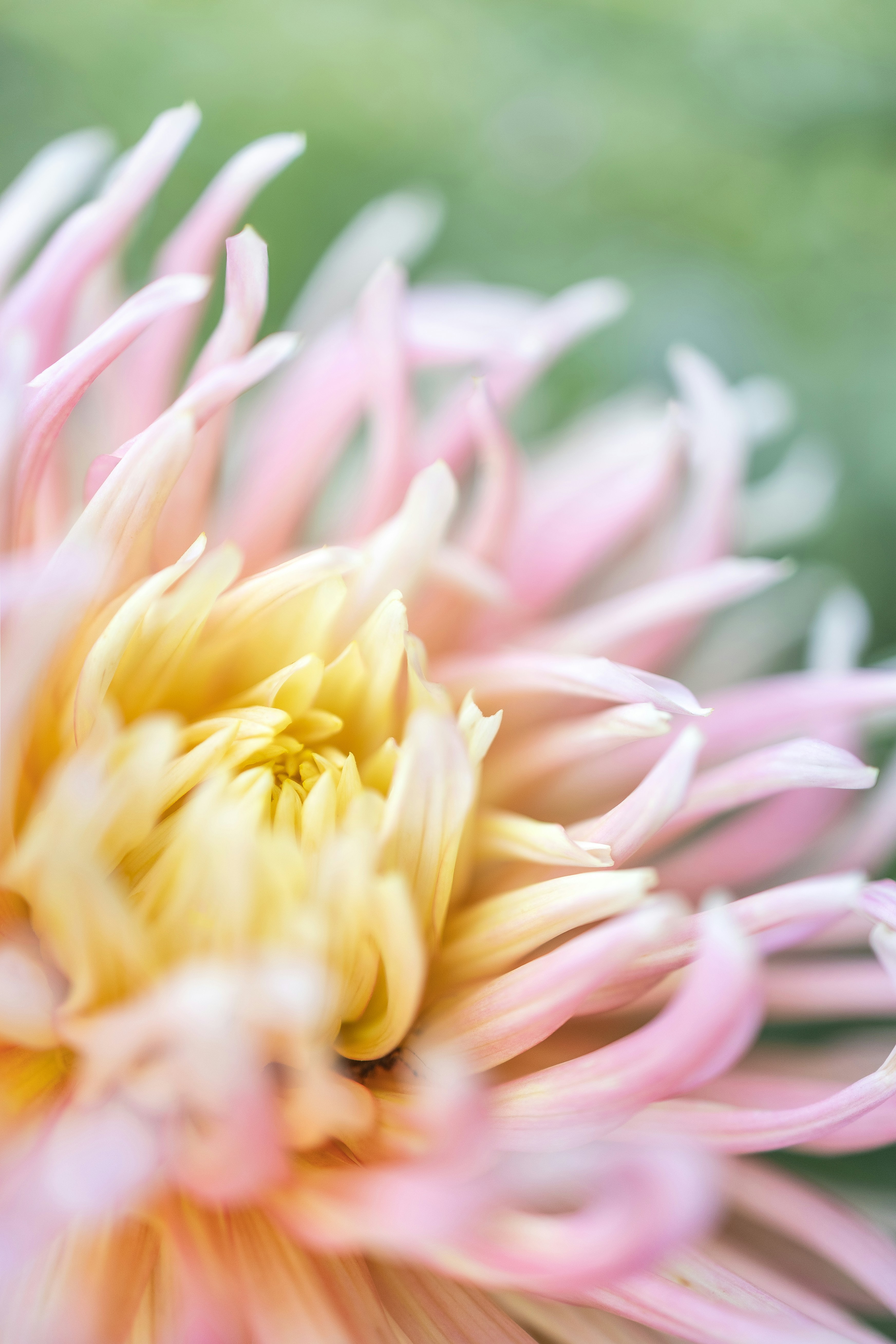 A close up of a flower photo – Free Poland Image on Unsplash
