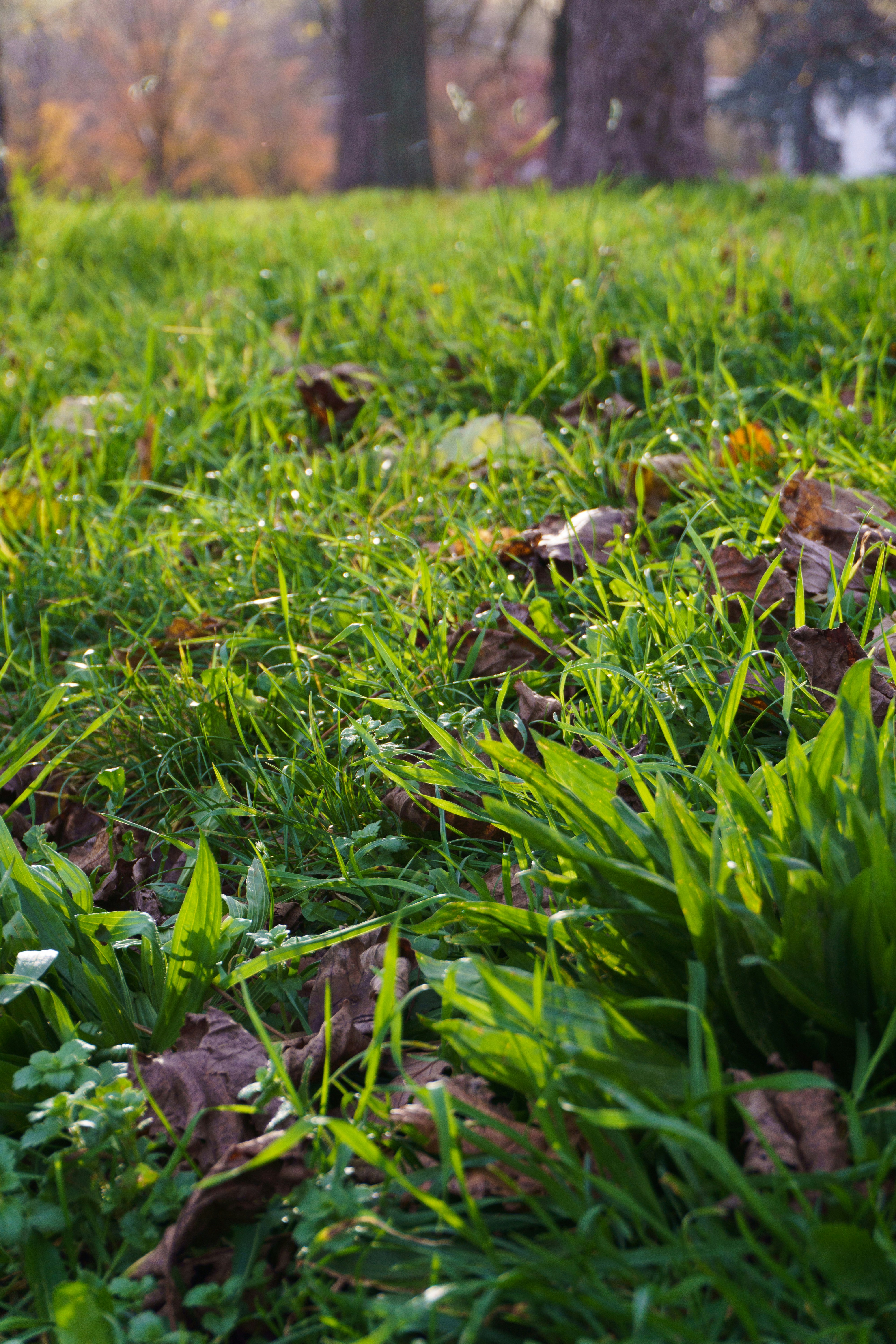 a grassy area with trees in the background