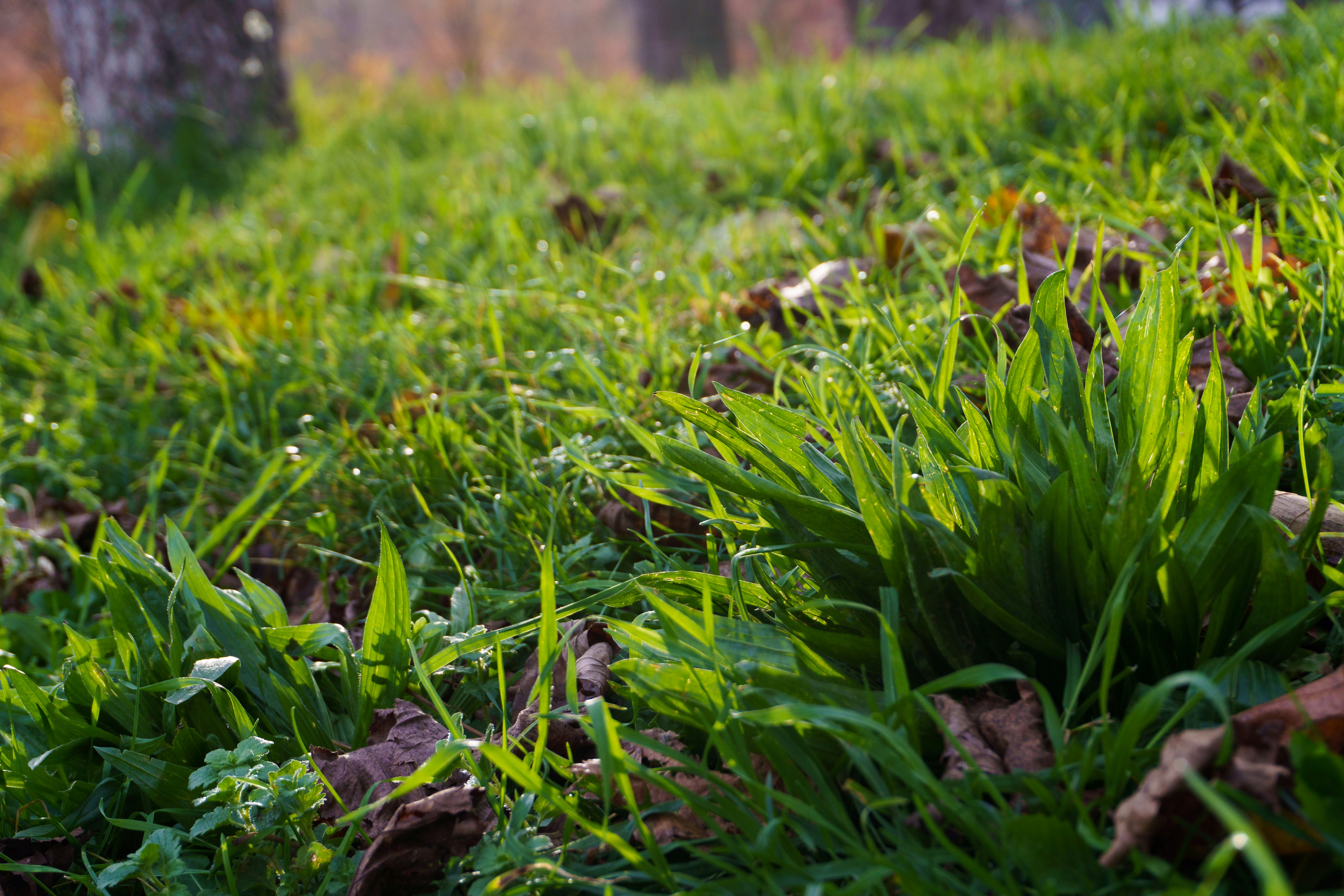 A patch of green grass photo – Free Lyon Image on Unsplash
