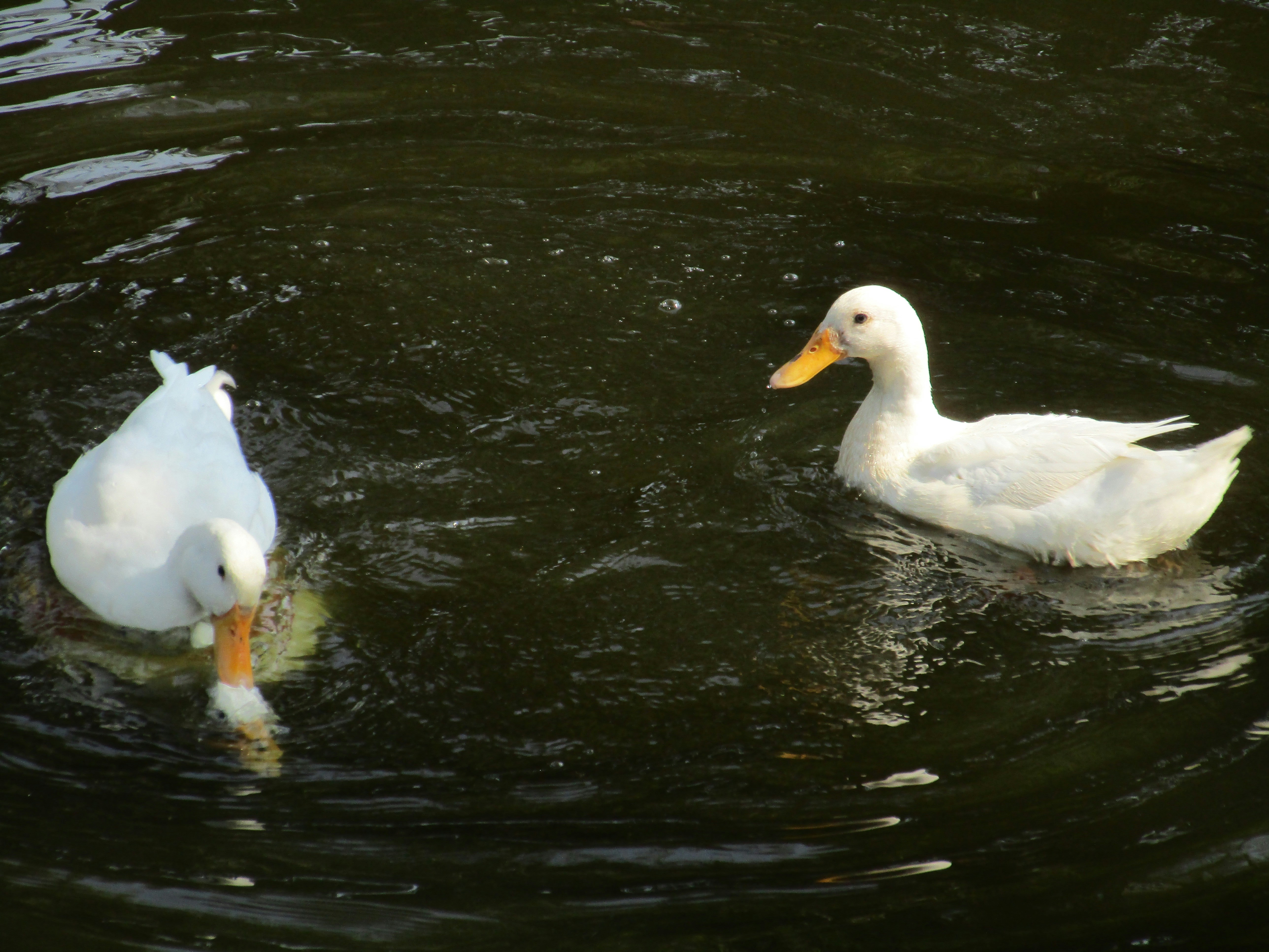Two beautiful white ducks playing in lake water | a couple of white ducks in the water