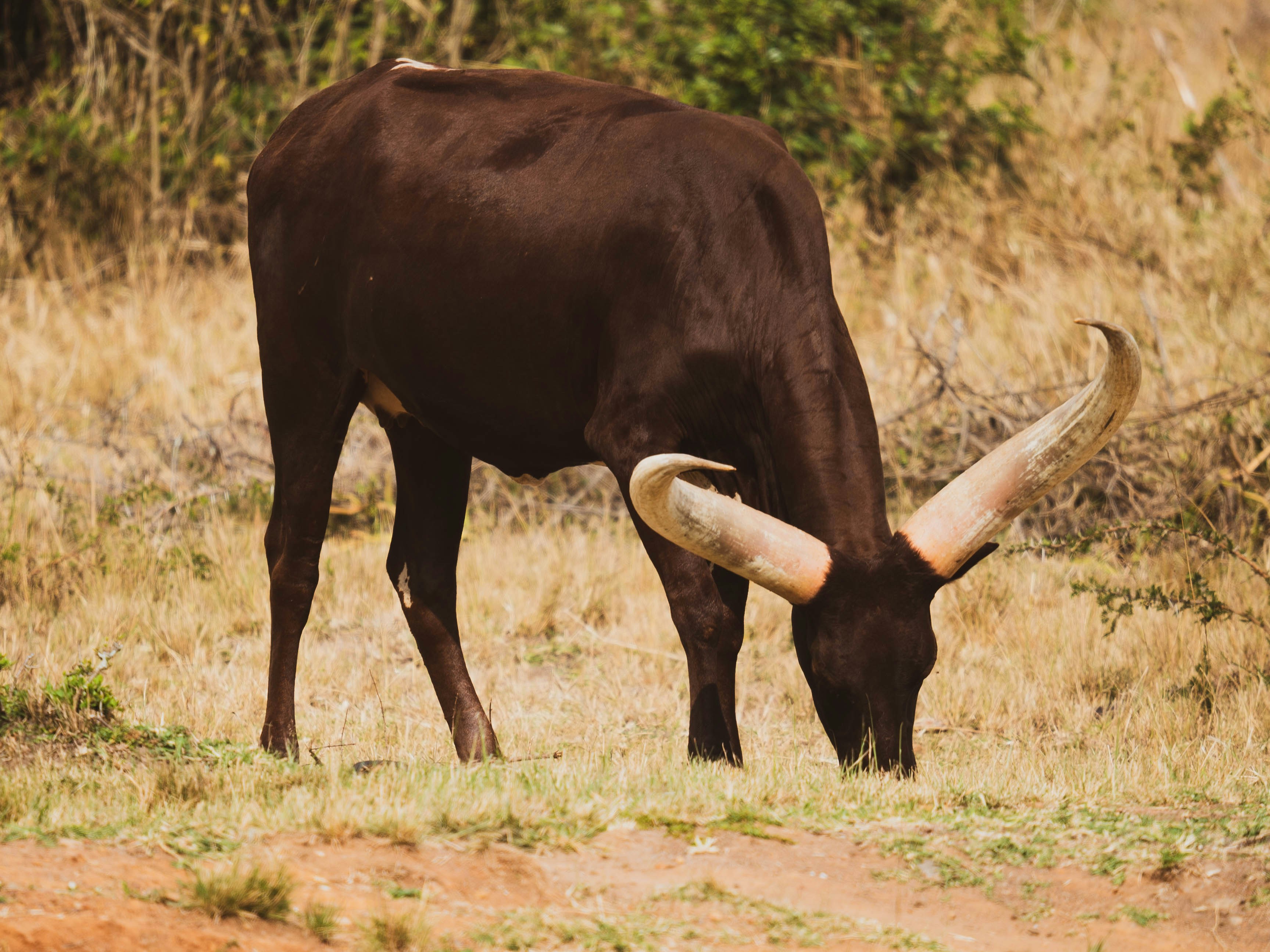 A bull with horns grazing photo – Free Uganda Image on Unsplash