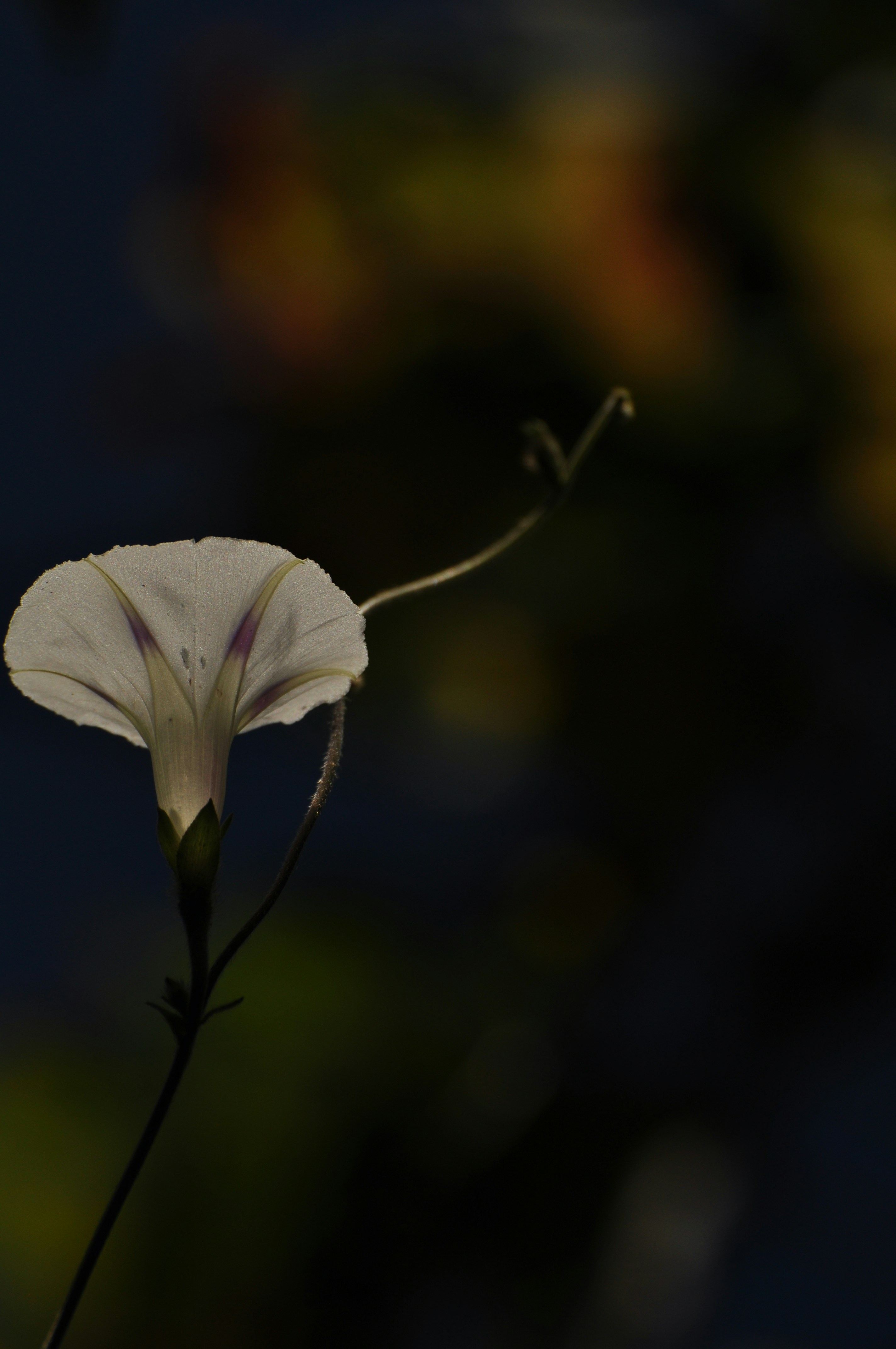 Solitary white blossom against velvet darkness, softly backlit