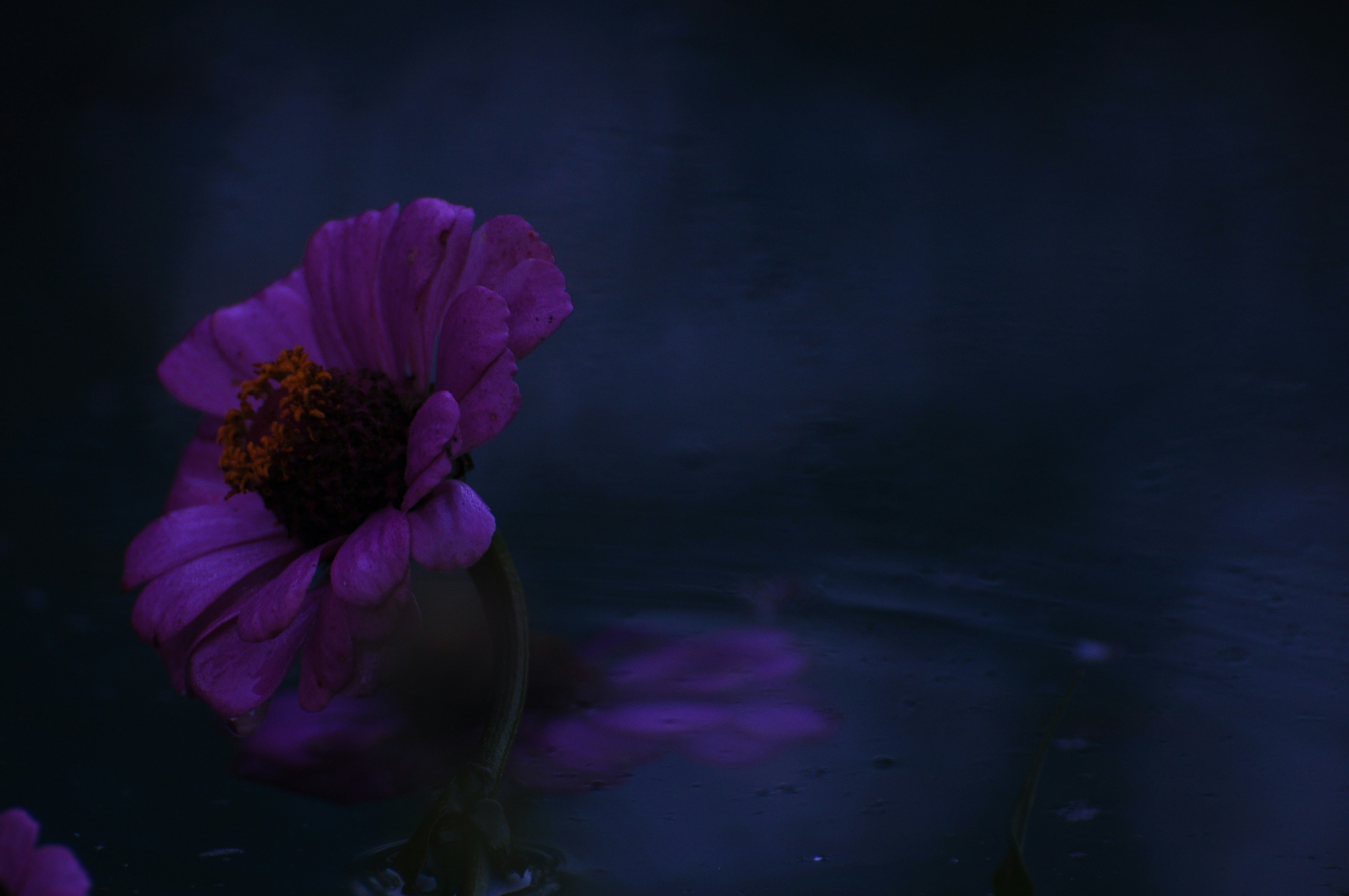 Lone Violet Blossom at the Edge of a Moonlit Pond