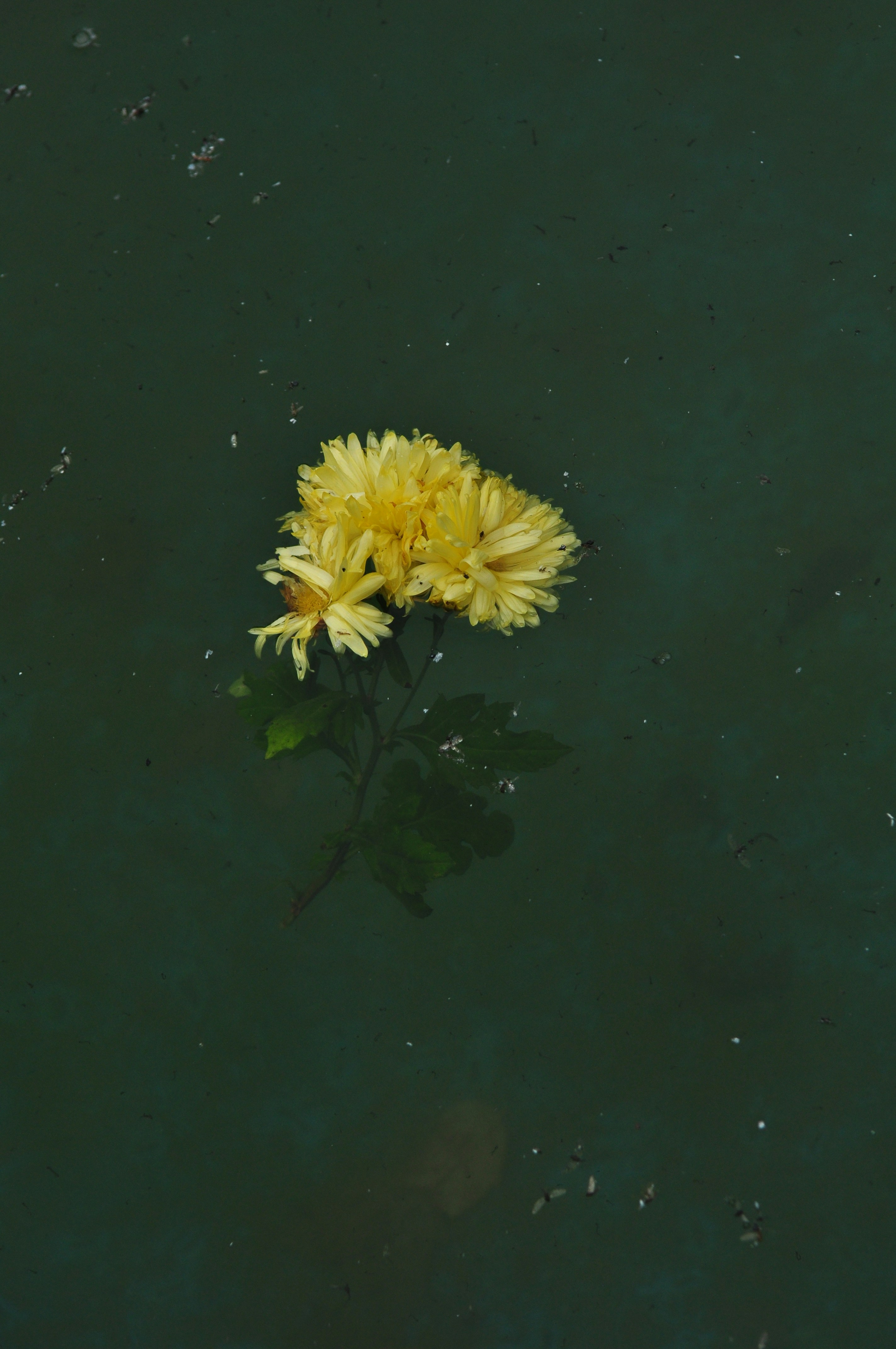 a yellow flower on a green surface