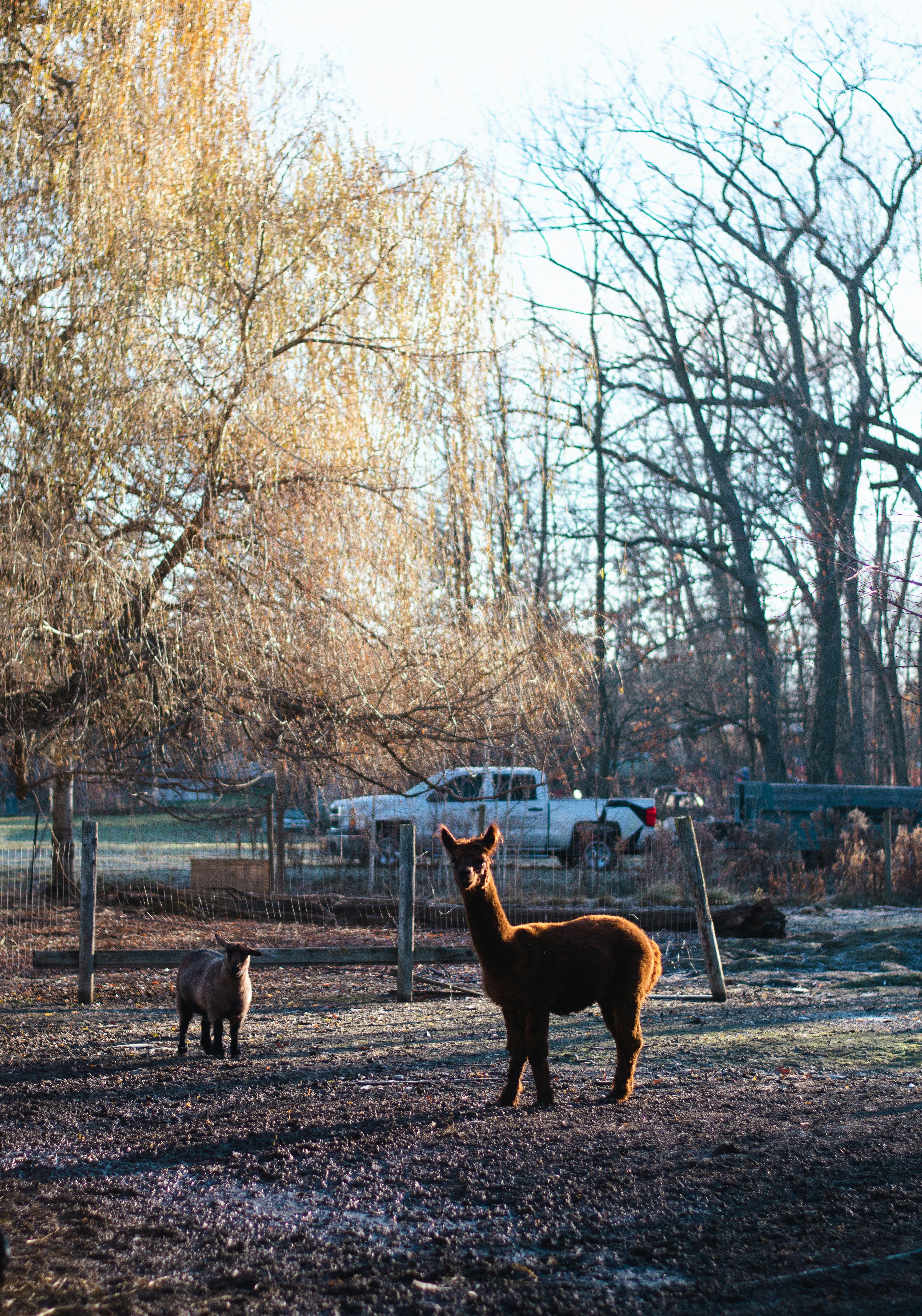 Alpacas in a Quiet Winter Field as Evening Light Filters Through Bare Trees