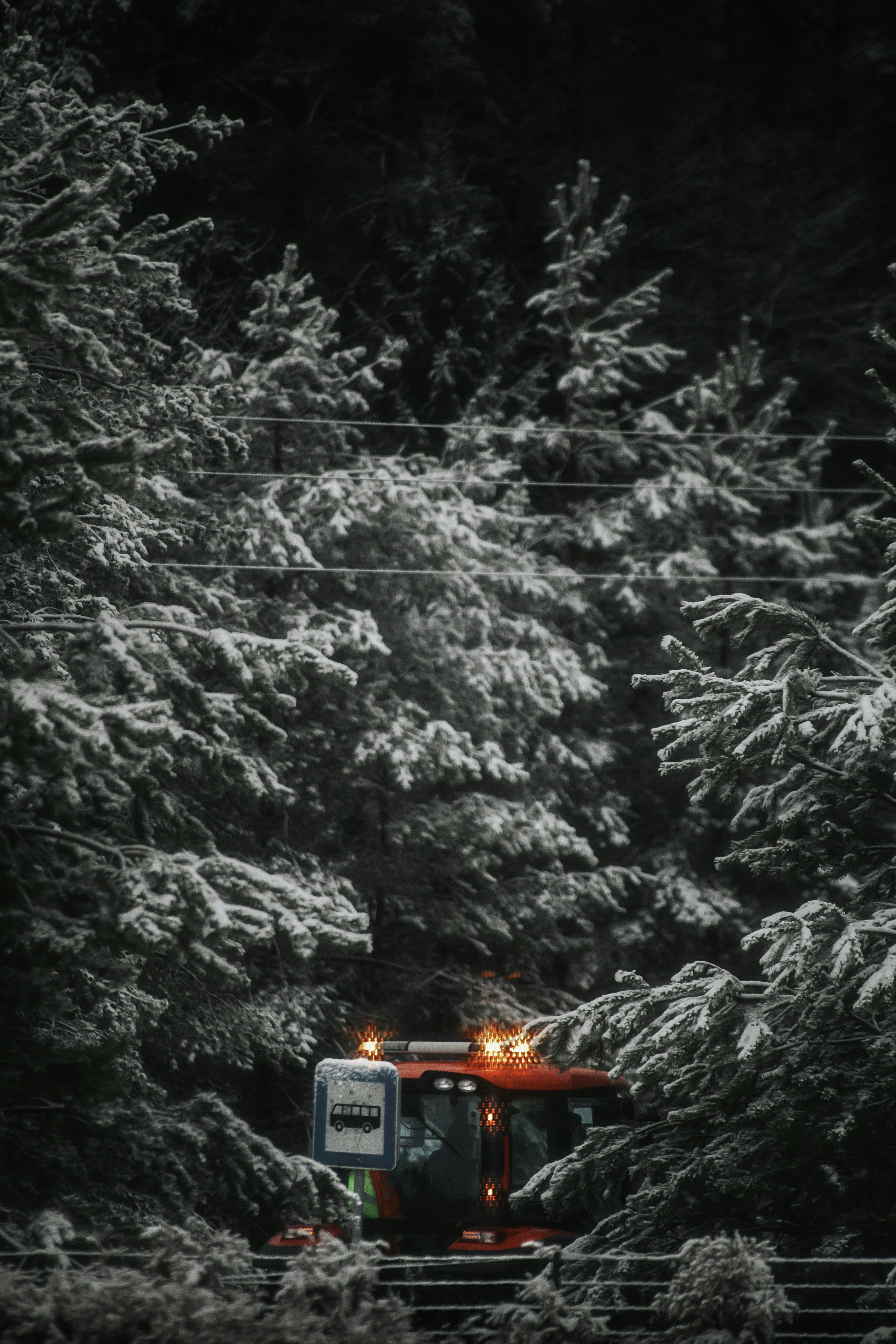 Red Beacon Through Snow-Laden Pines: Fire Truck at the Forest Edge