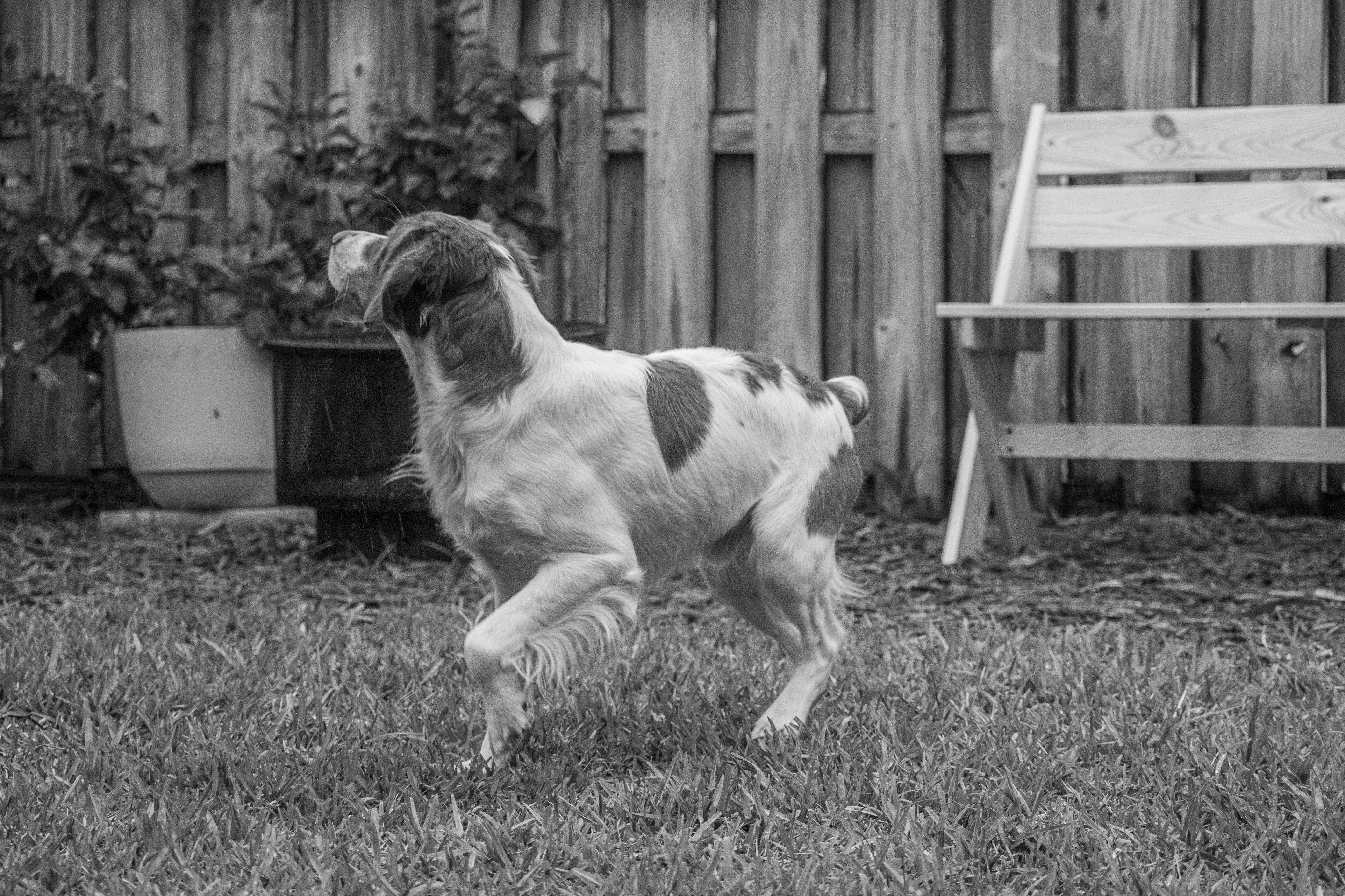 Terrier in mid-leap across a quiet backyard
