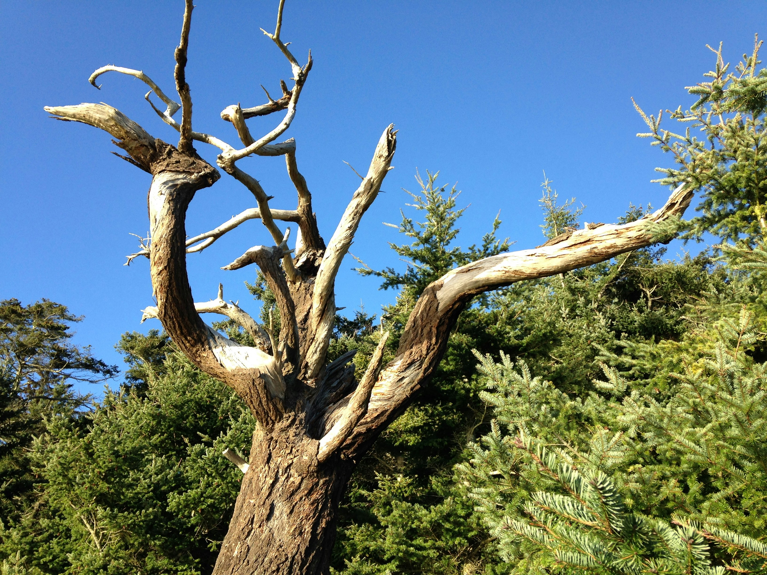 Gnarled tree branches reach skyward against a clear blue backdrop, surrounded by lush greenery.