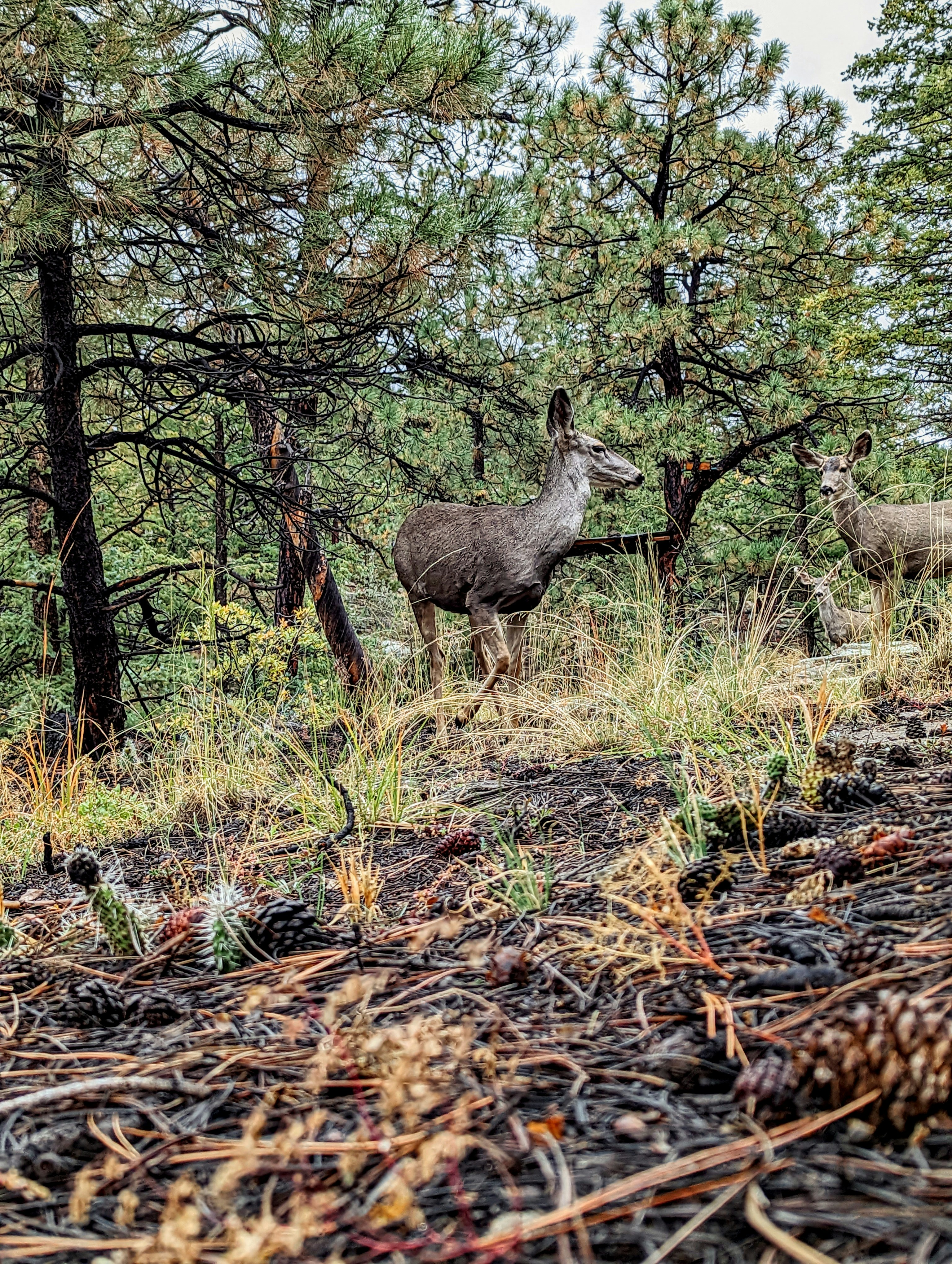 A group of kangaroos in a forest photo – Free Deer Image on Unsplash