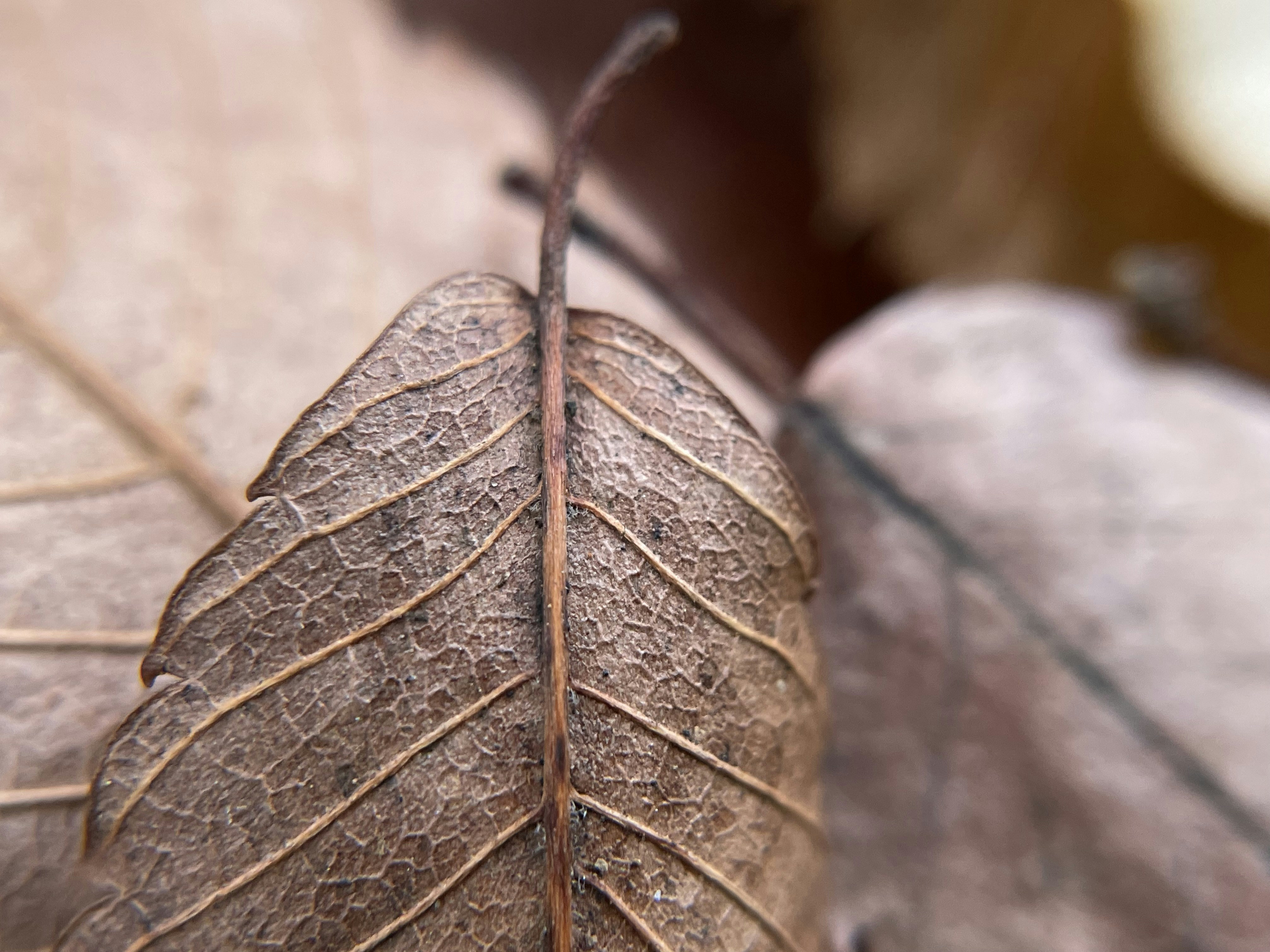 Close-up of a dried leaf showcasing its intricate vein structure and texture against a blurred background of similar leaves.