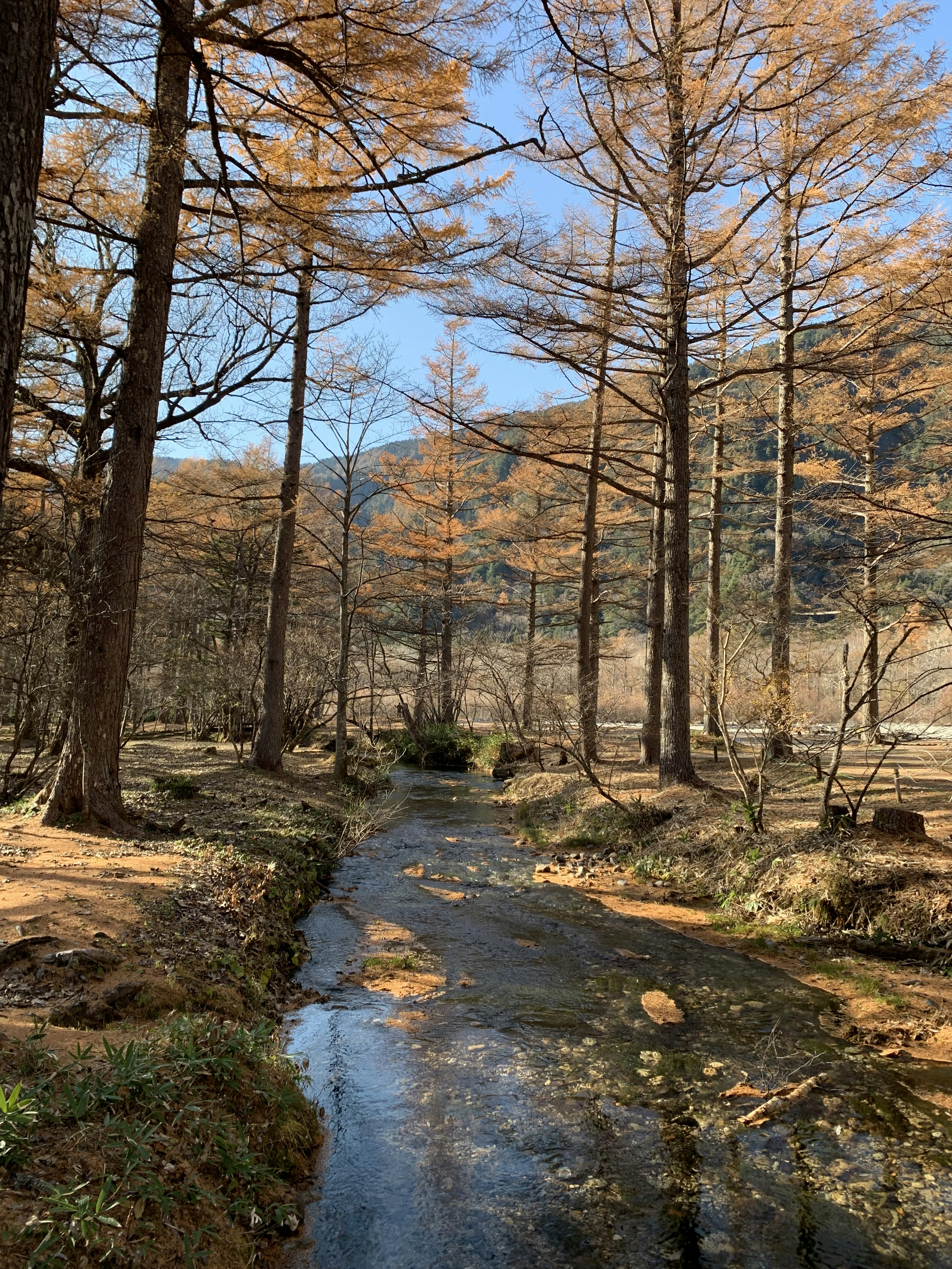 Autumn Creek Winding Through a Golden Pine Corridor