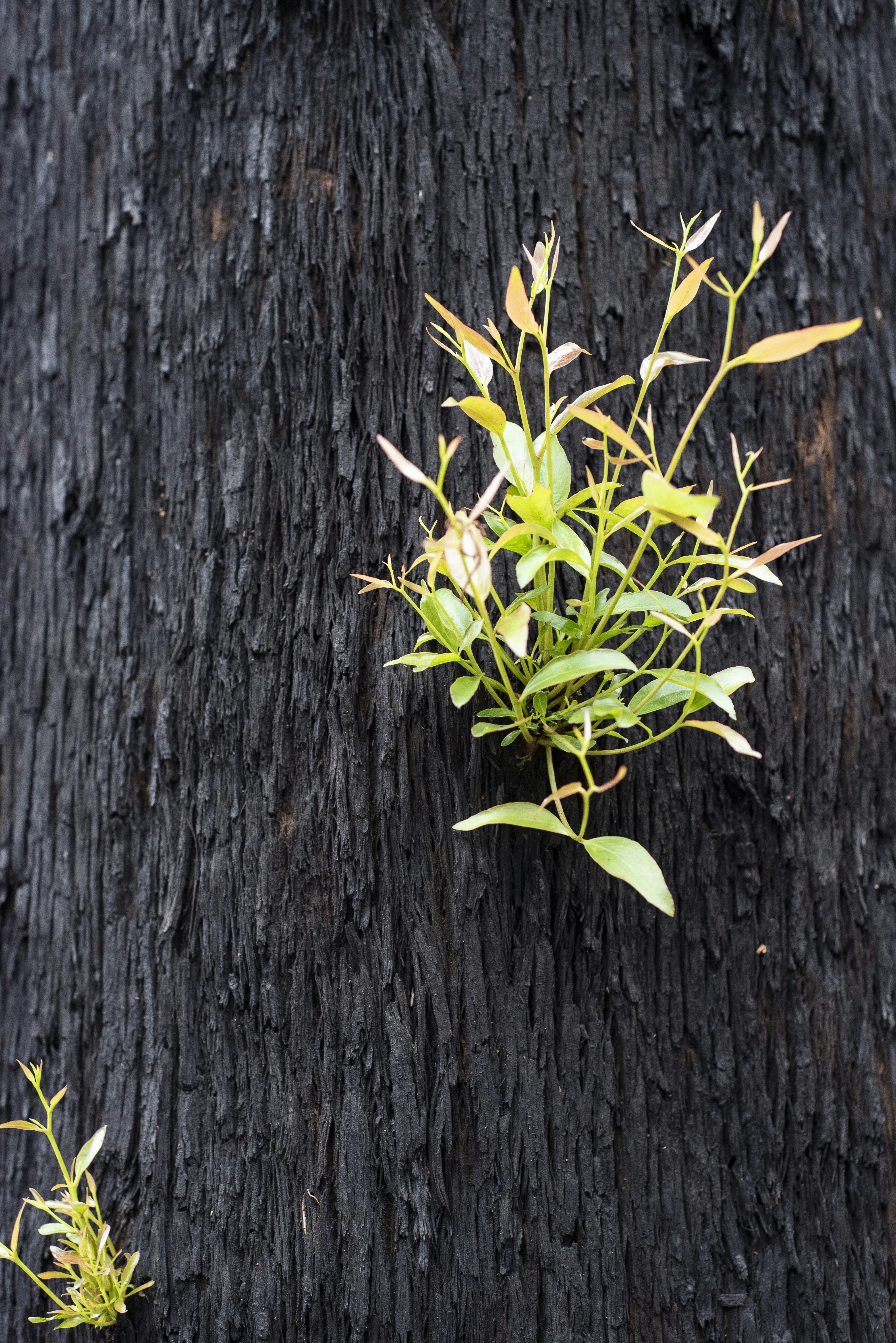 A plant growing from a tree photo – Free Monga national park Image on ...