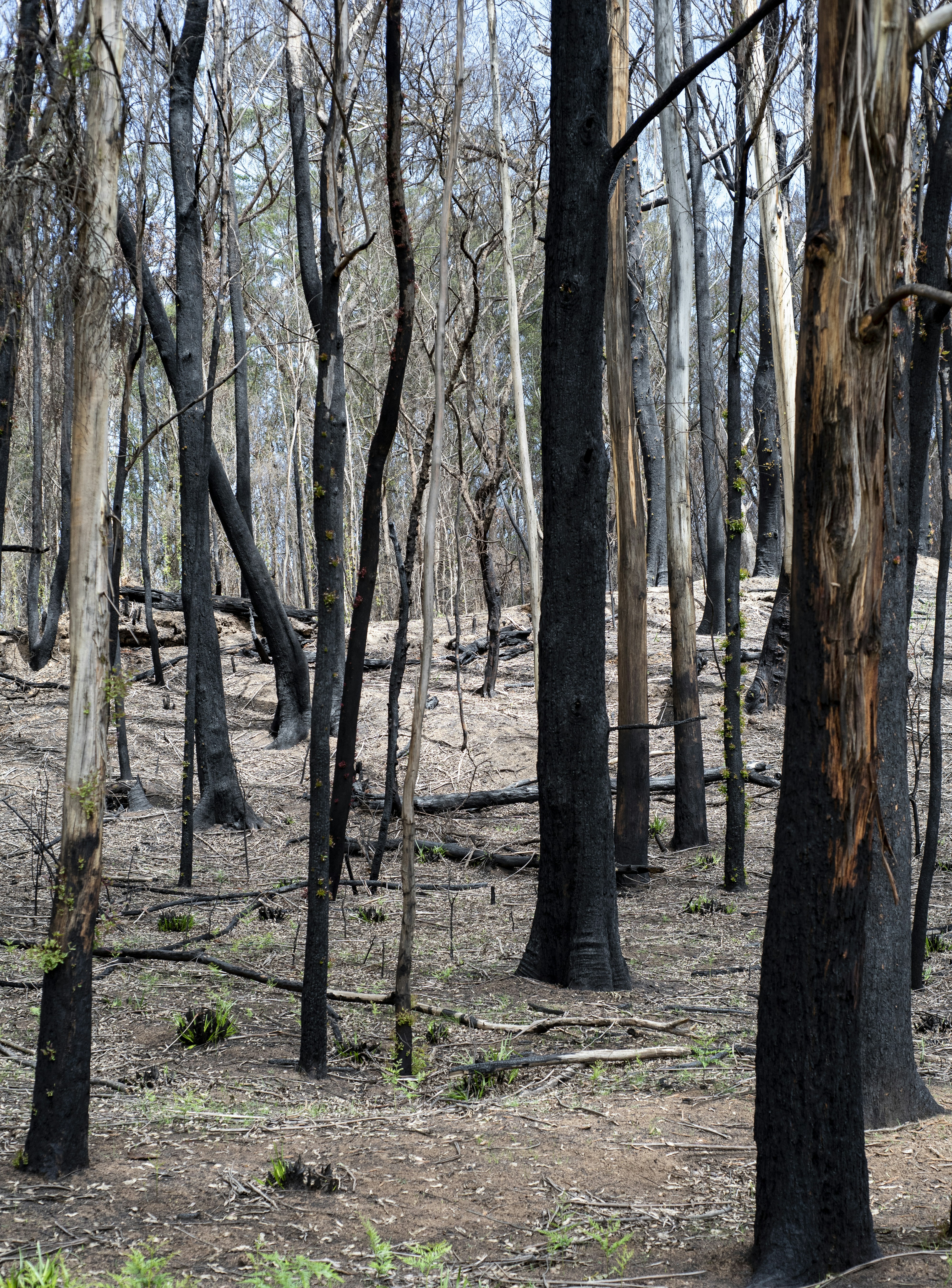 A forest of trees photo – Free Monga national park Image on Unsplash
