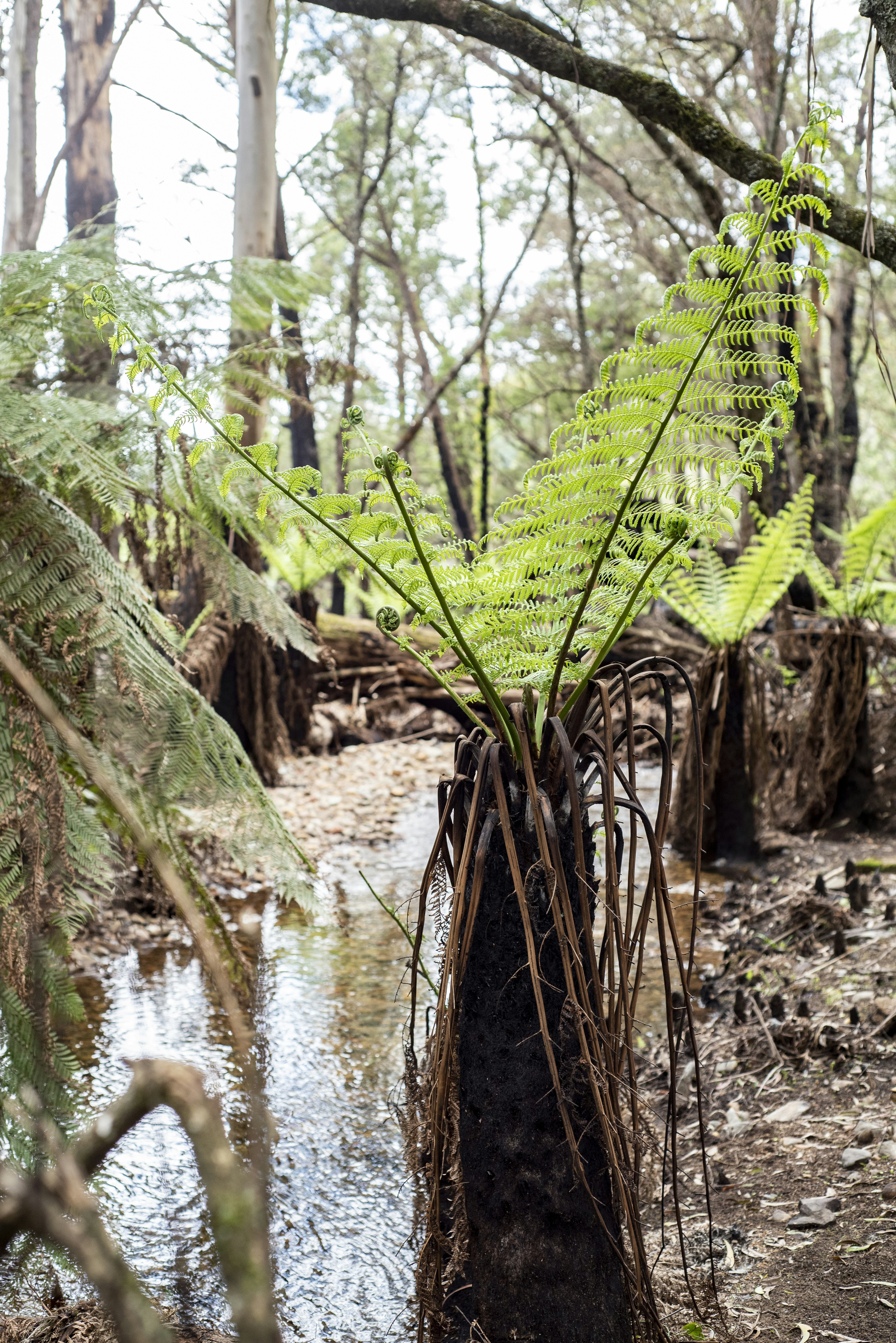 A stream with trees around it photo – Free Monga national park Image on ...