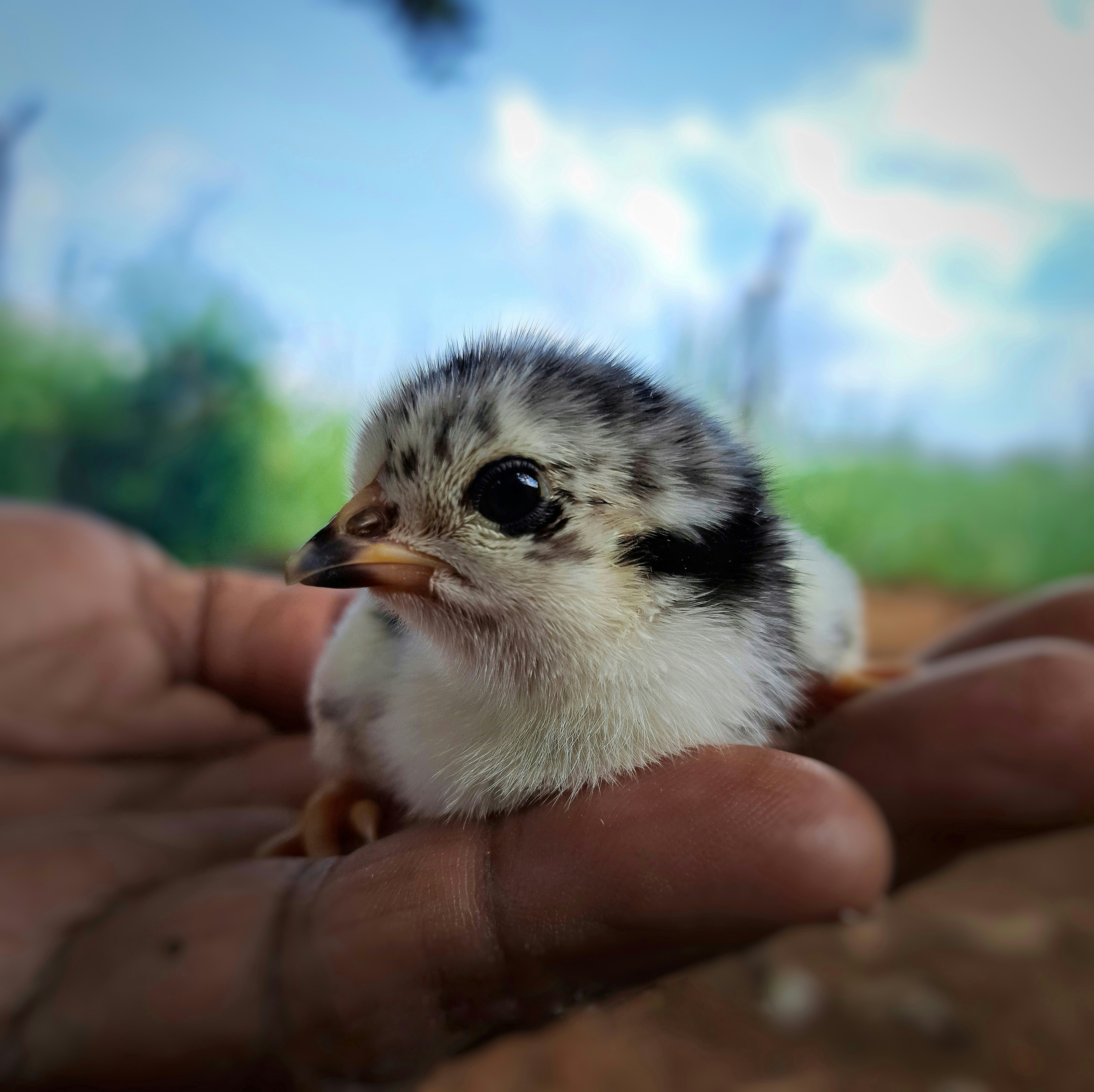 A small chick nestled in a hand, showcasing its delicate features against a blurred natural backdrop. The image highlights the bond between humans and wildlife.