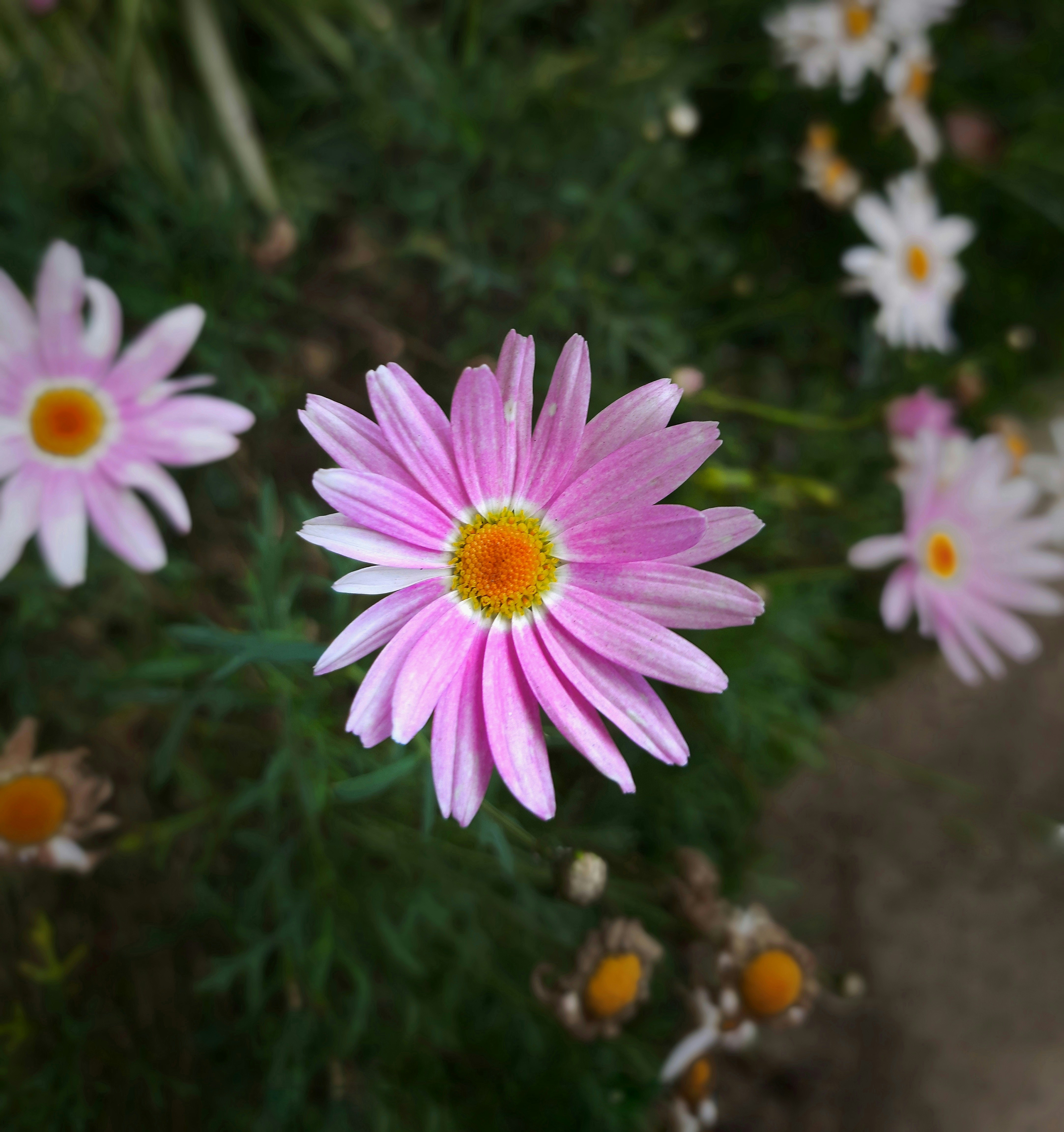 A vibrant pink daisy stands out among a field of flowers, showcasing its delicate petals and bright yellow center. The lush green backdrop enhances its natural beauty.