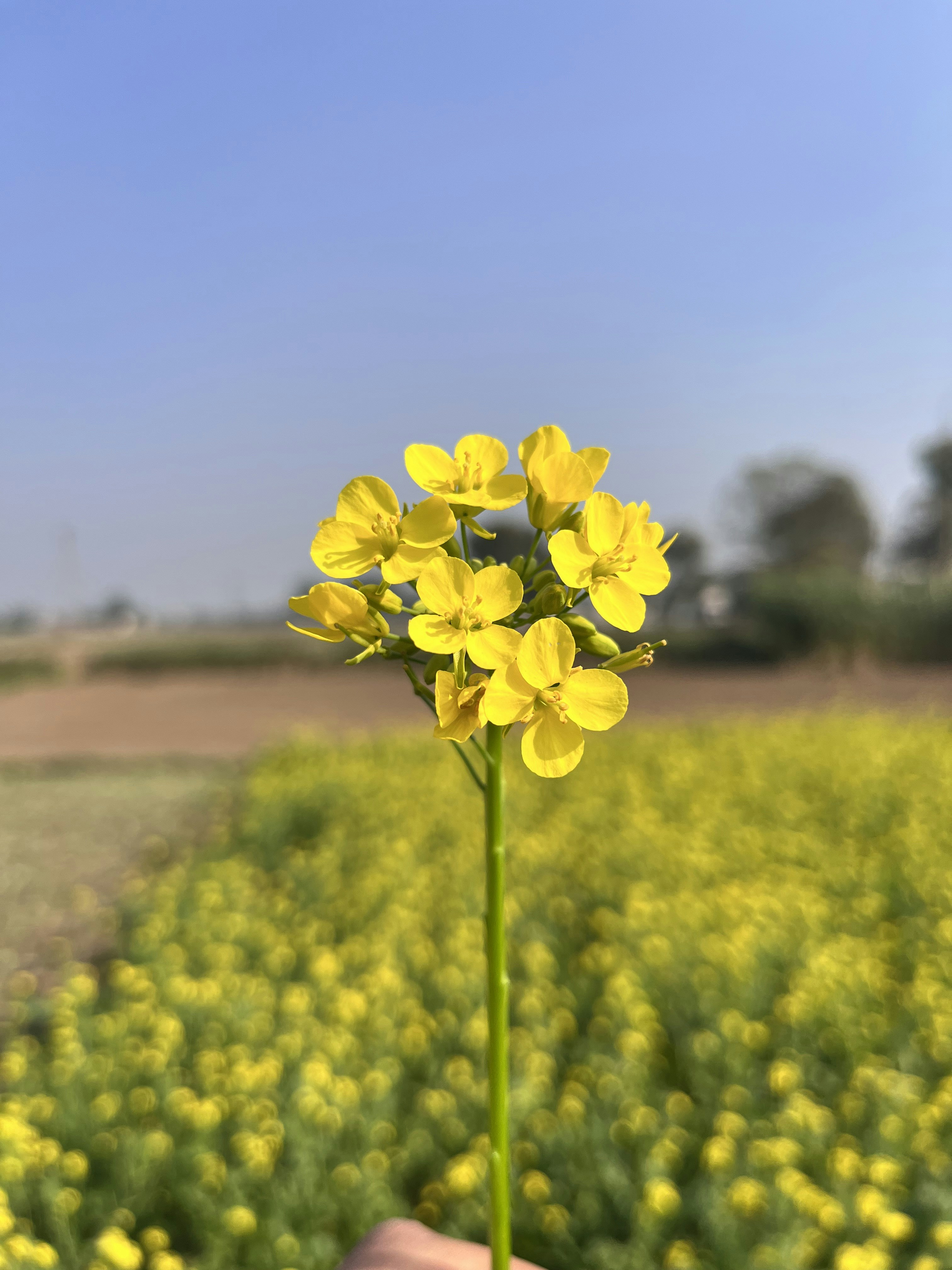 Canola Crown: A solitary yellow bloom standing tall amid a sunlit field
