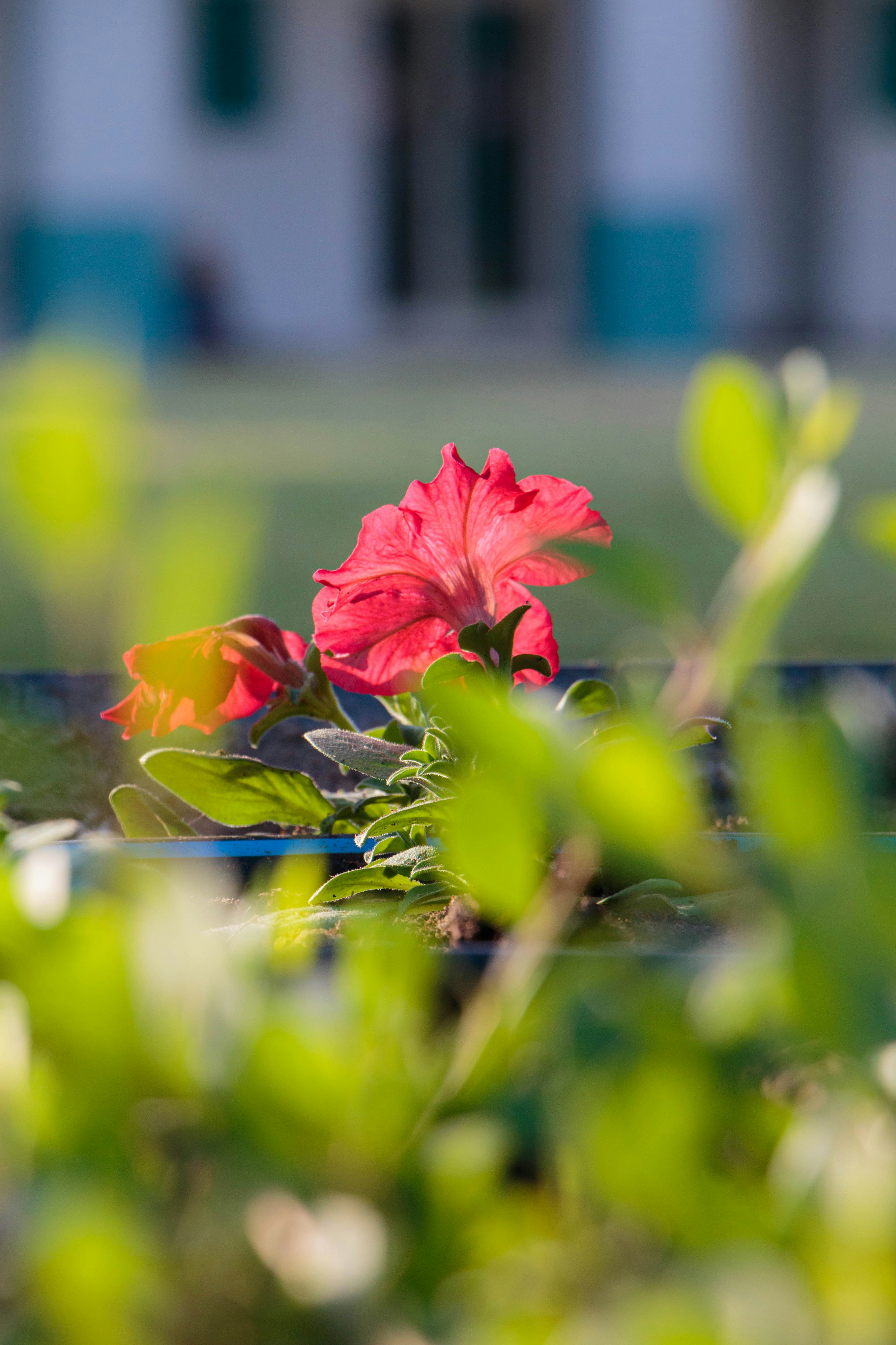 A close up of a flower photo – Free Flower Image on Unsplash