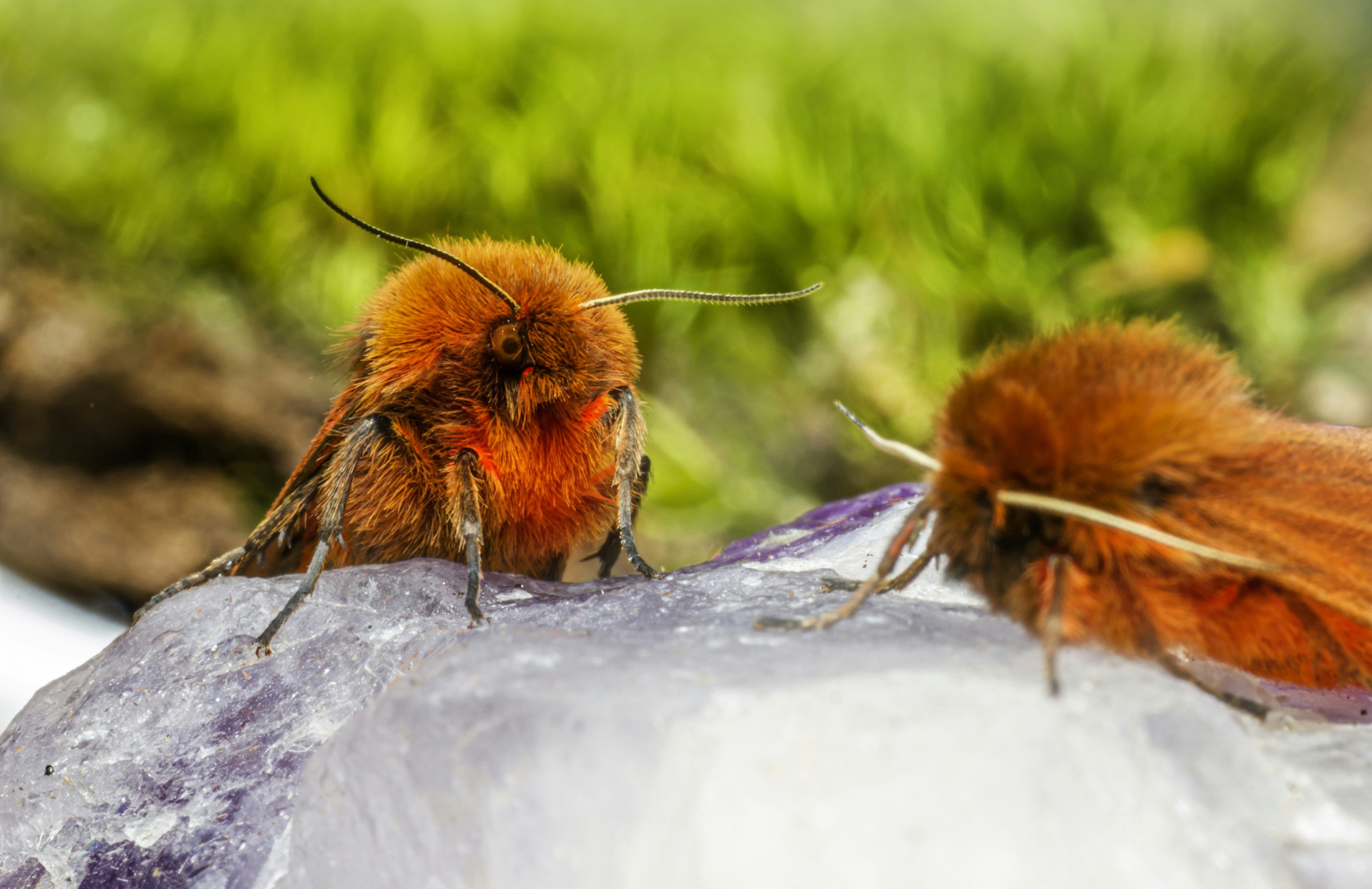 A couple of bugs on a rock photo – Free Animal Image on Unsplash
