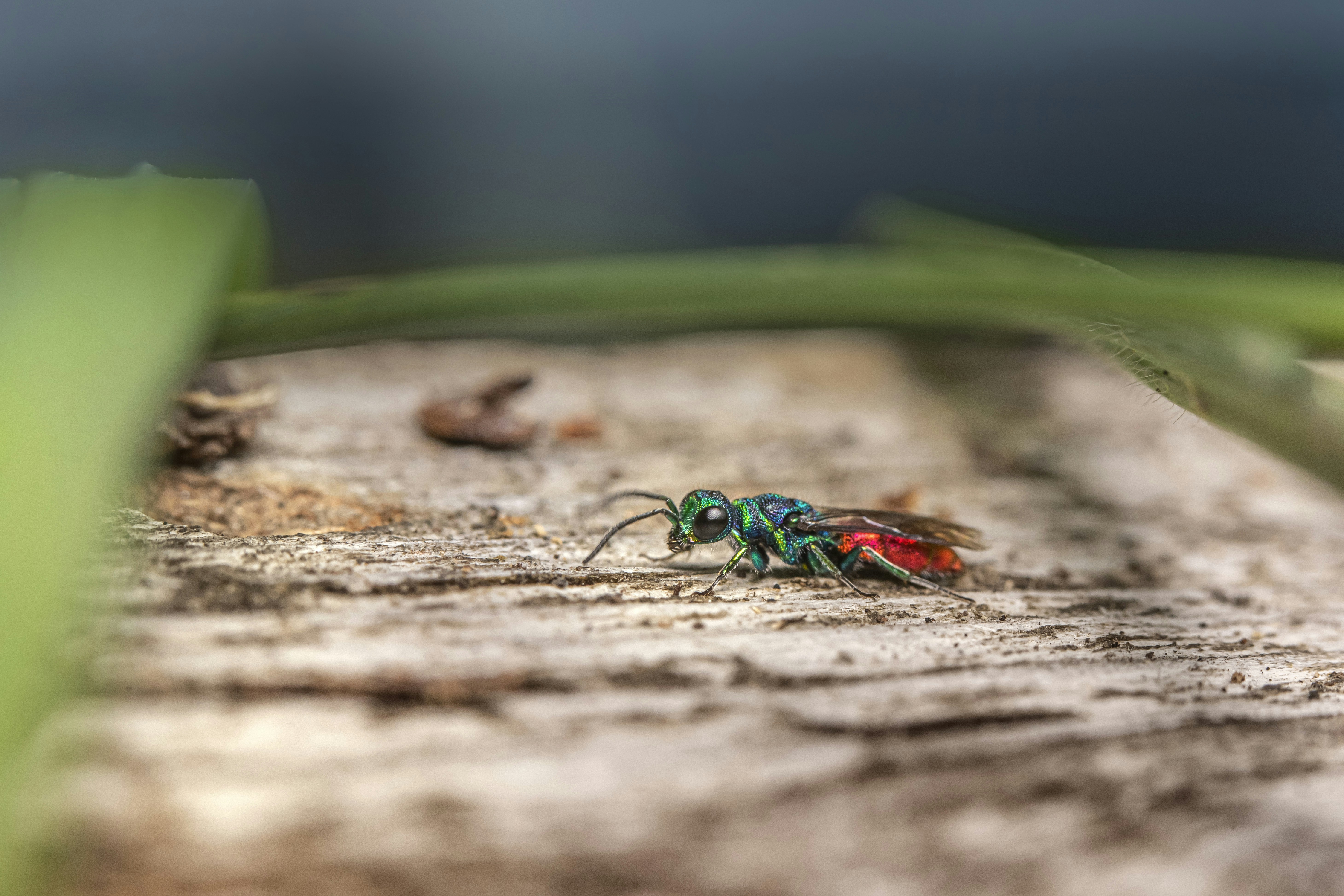 A green and red bug on a wood surface photo – Free Estonia Image on ...