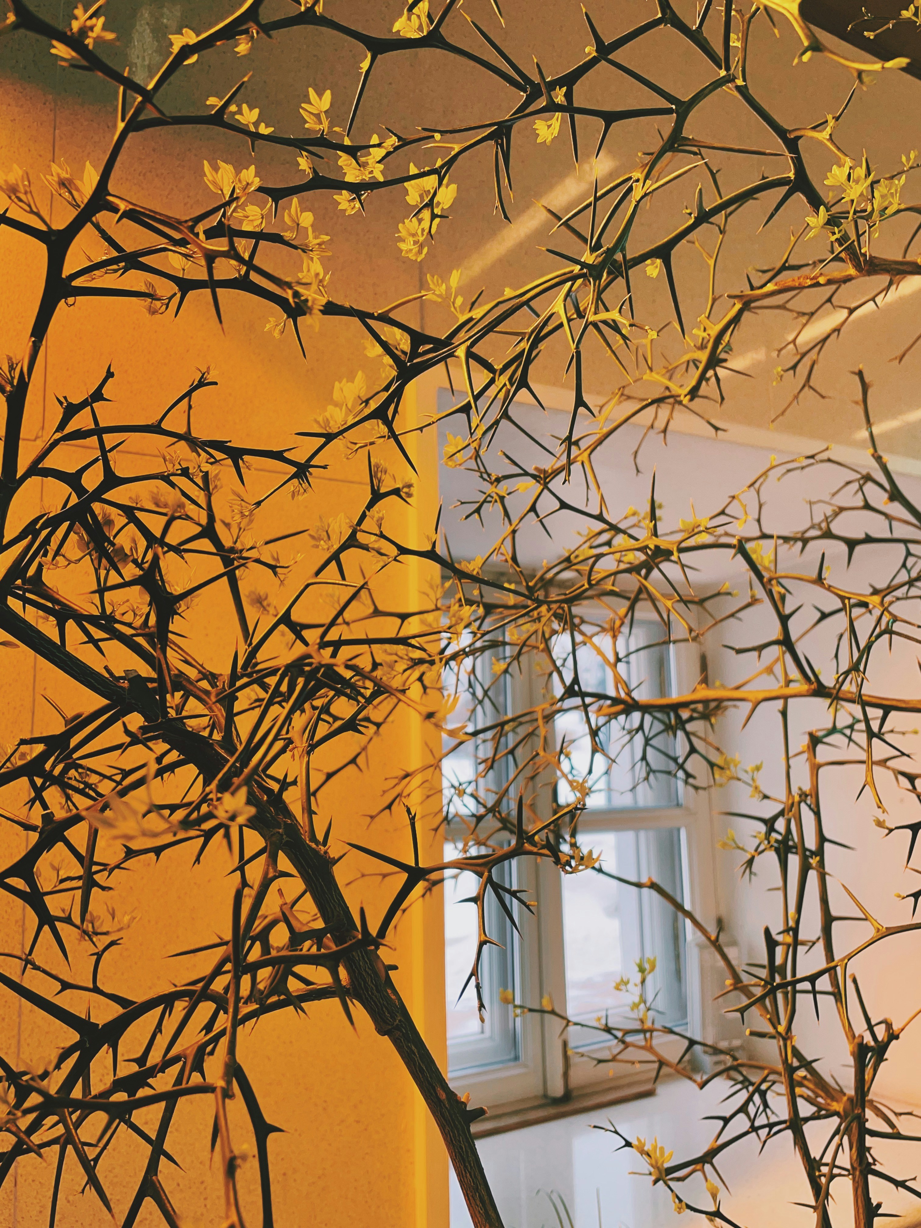 Sunlit Lattice: Branches Framing an Orange Room and Window