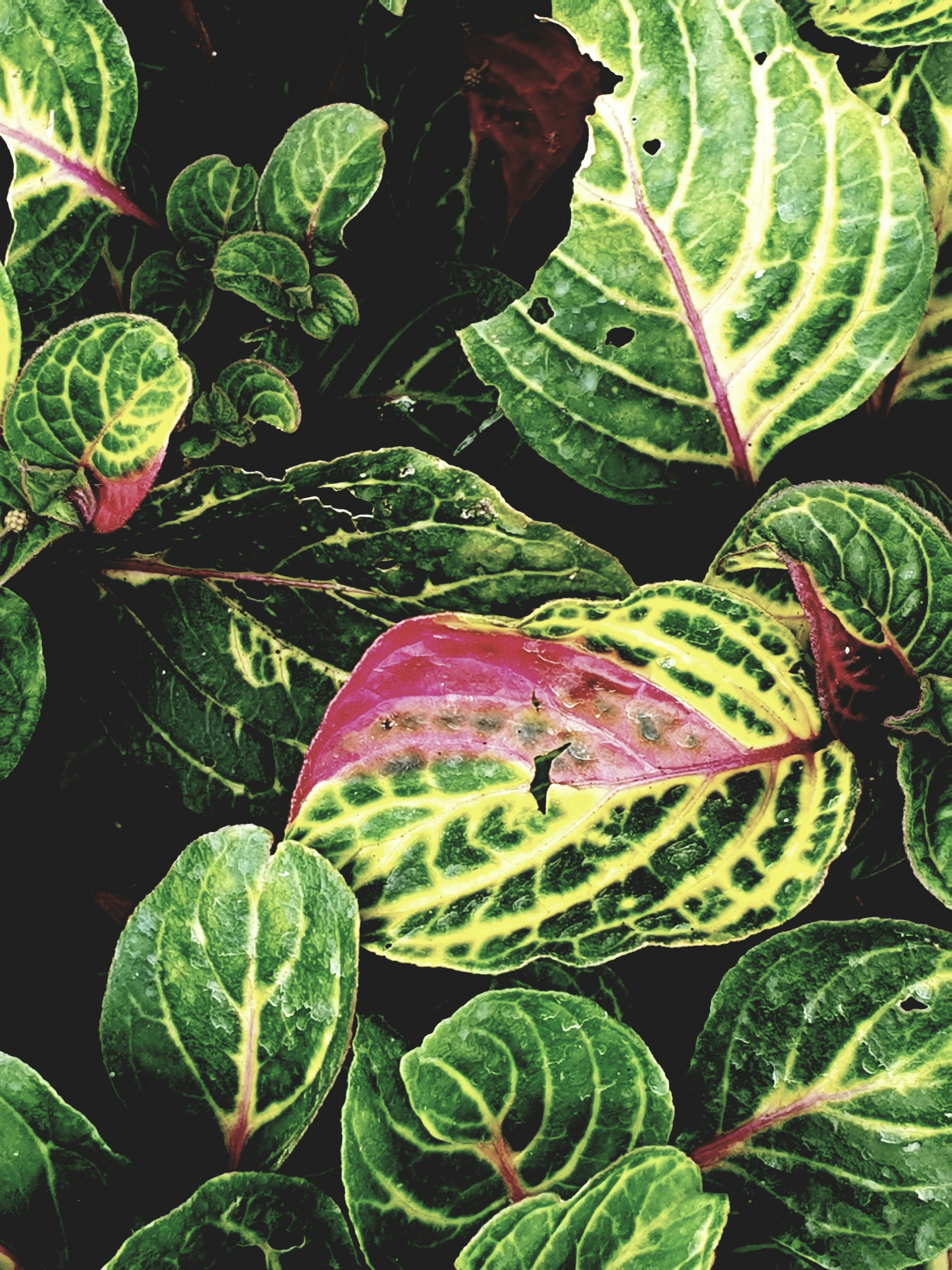 Vibrant leaves showcasing a mix of green and purple hues with intricate patterns and textures.