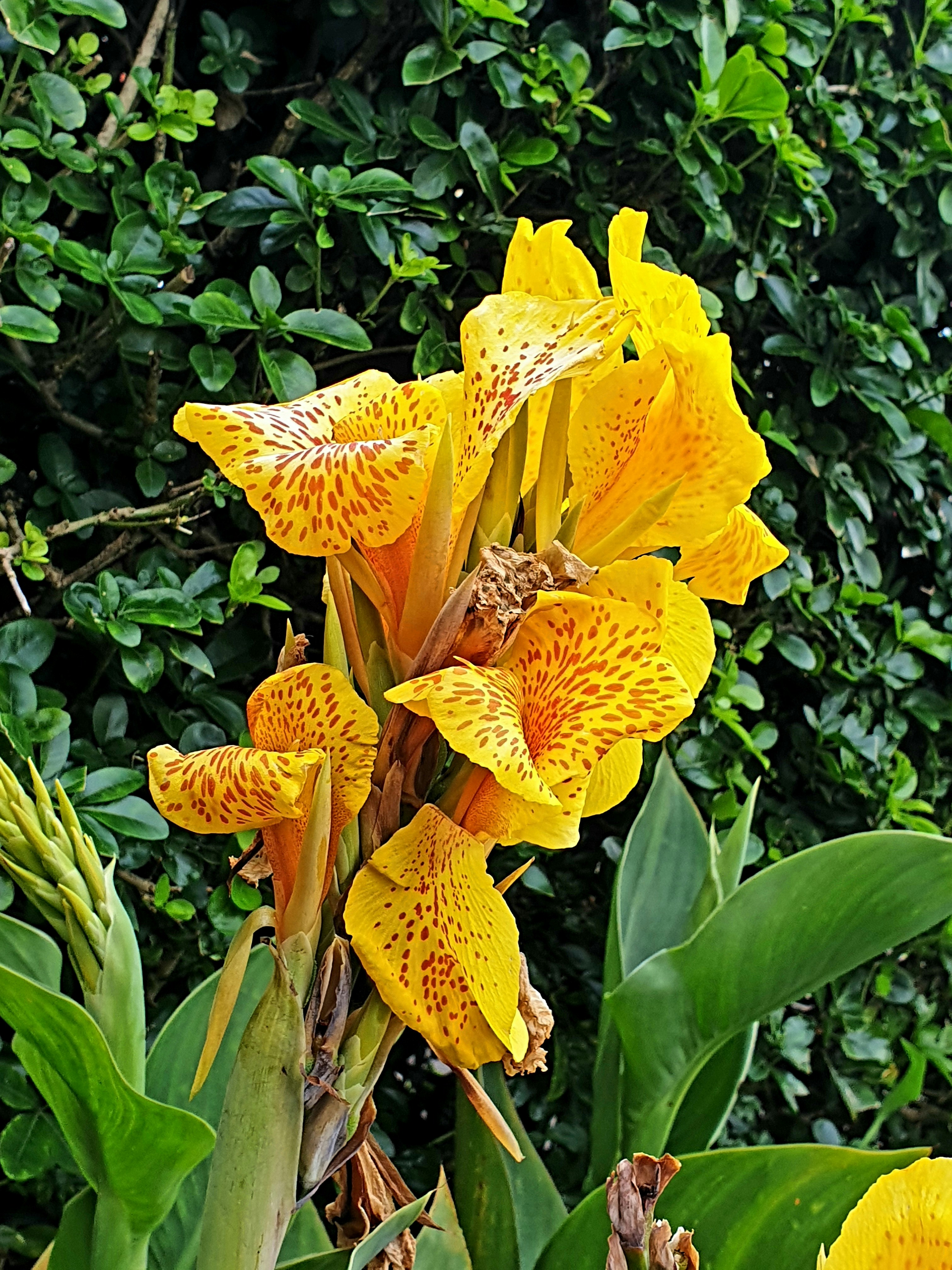 Golden Canopy: Close-Up of Sunlit Canna Blooms