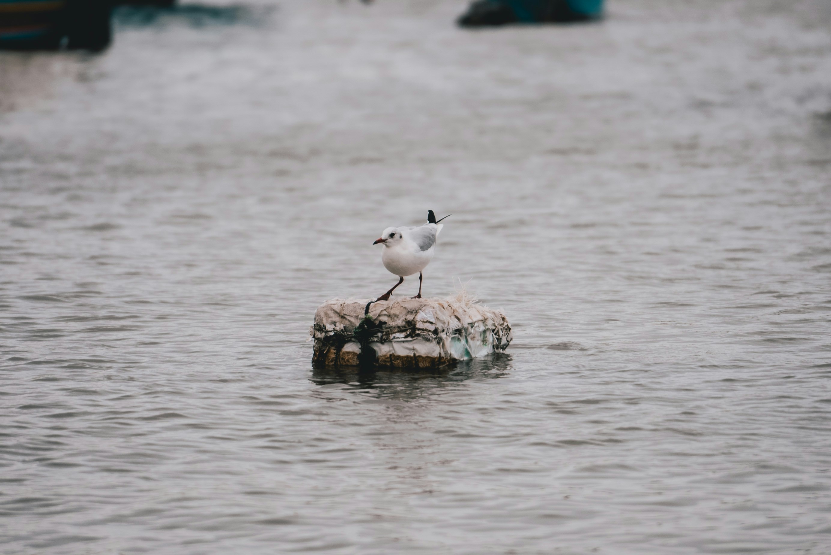 Seagull on a Lone Rock in Quiet Marina Waters
