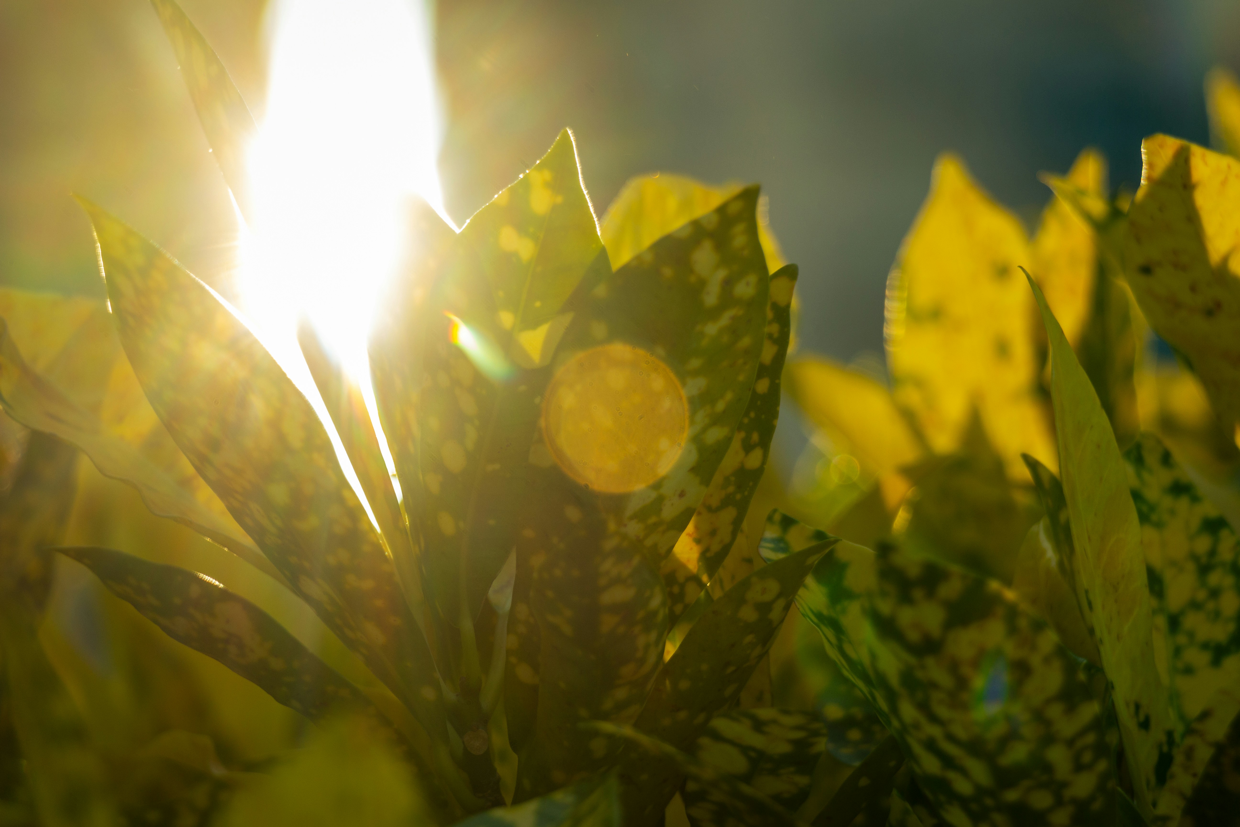 Backlit Mosaic: Sunlight Fractures Through Variegated Leaves