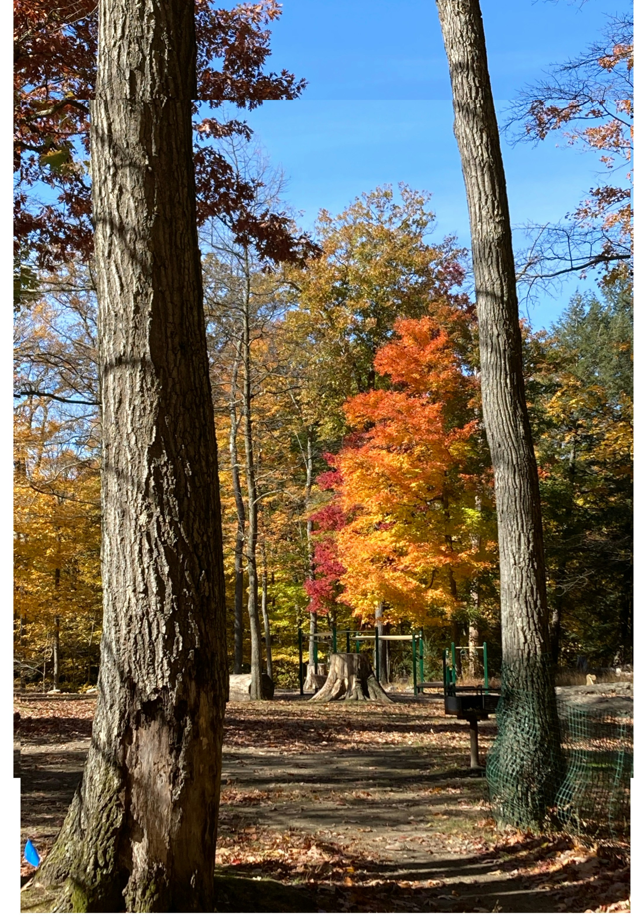 Un groupe d’arbres dans un parc photo – Photo L'automne Gratuite sur ...