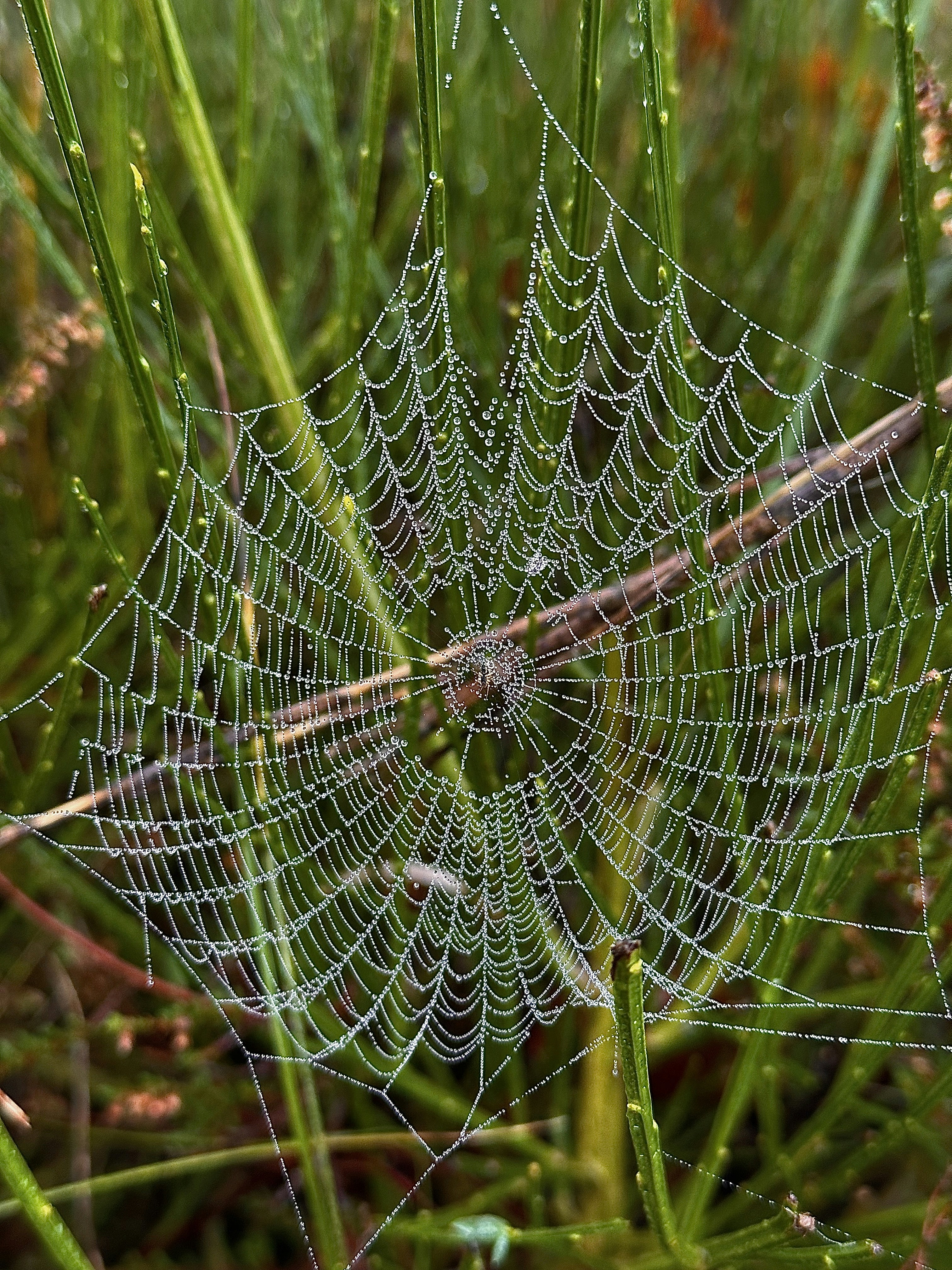 A close up of a spider photo – Free Spider web Image on Unsplash