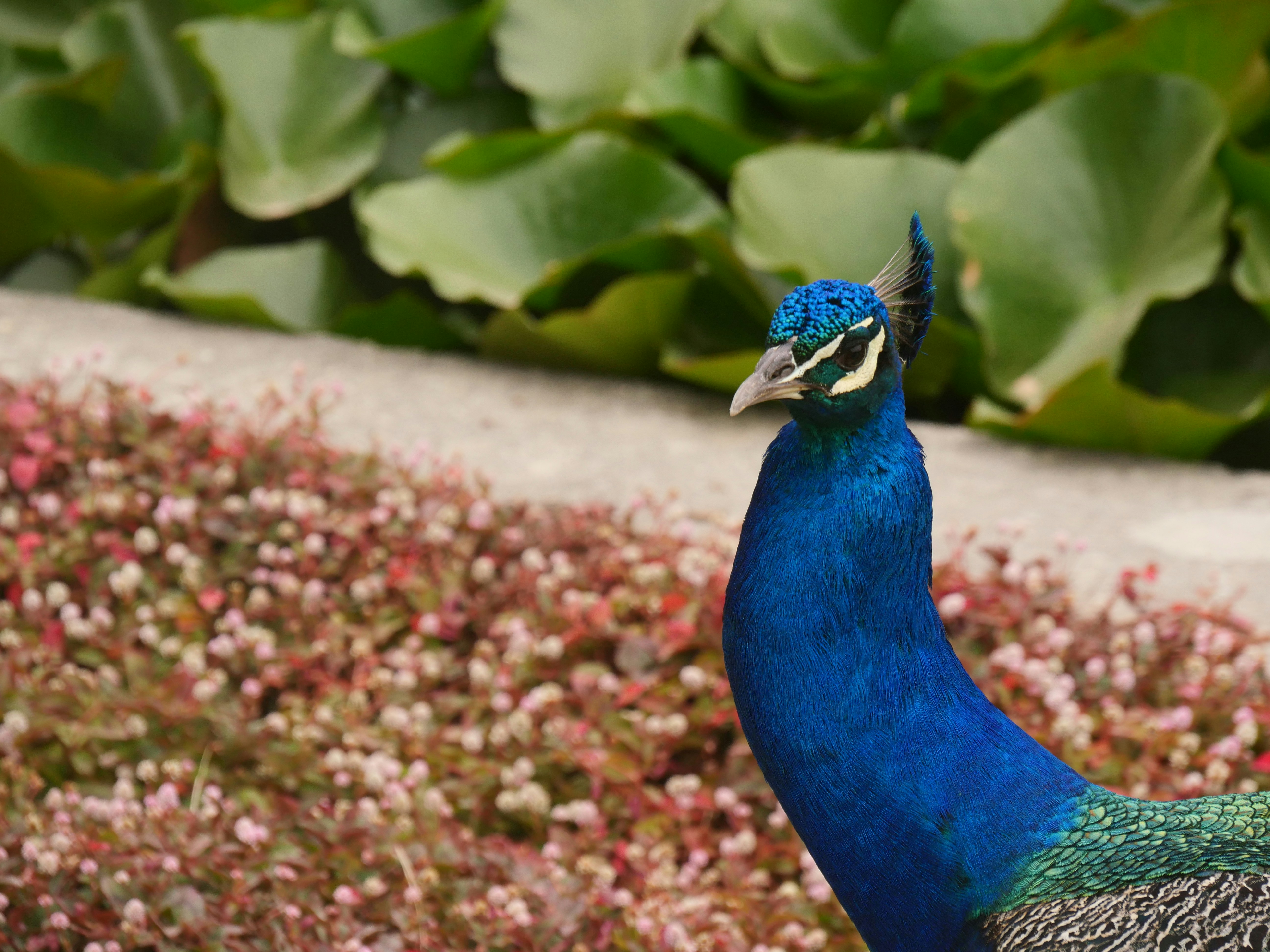 Iridescent Peacock at the Flowered Border