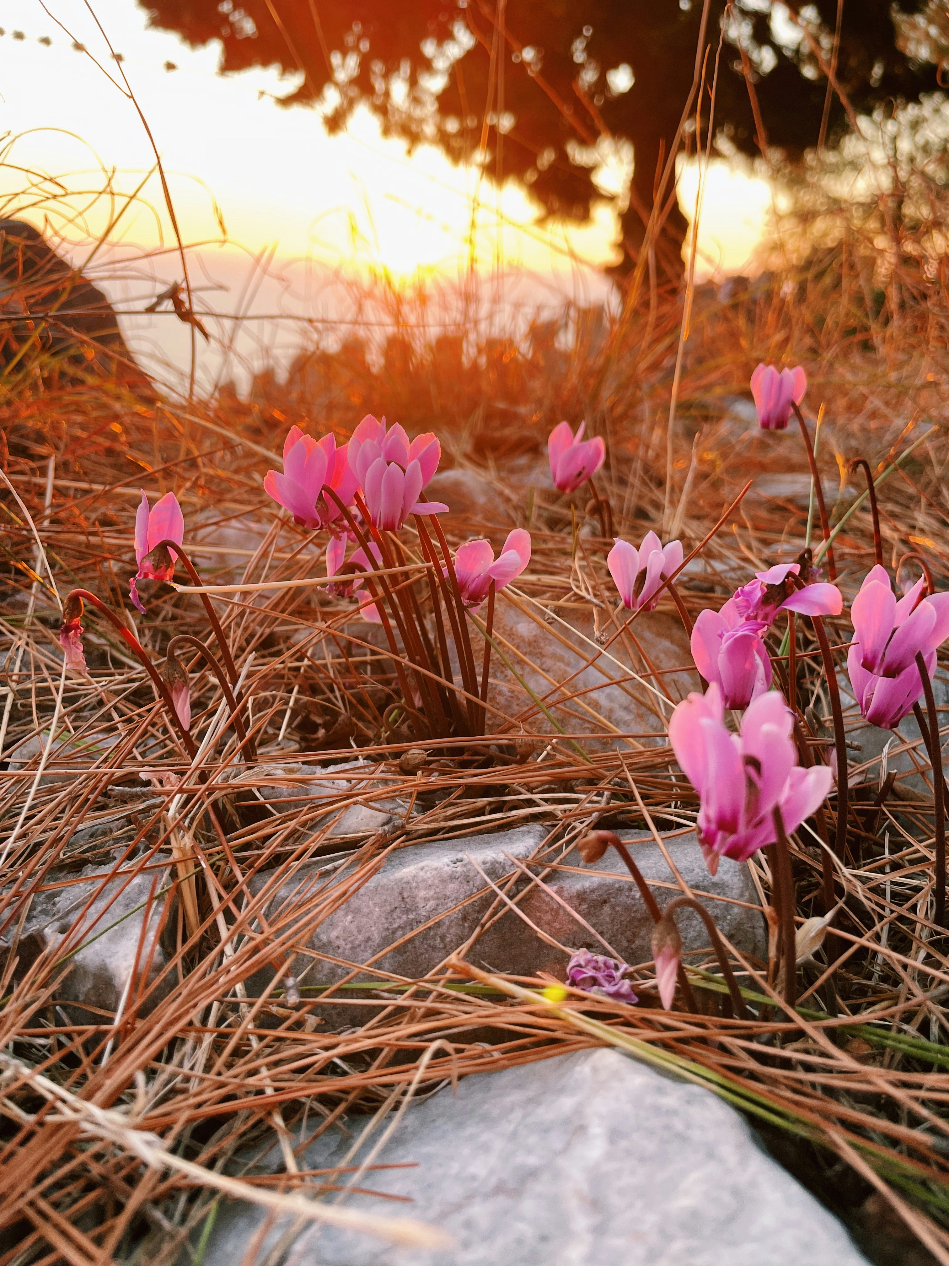 Sunset Pink Cyclamen among Pine Needles and Rocks
