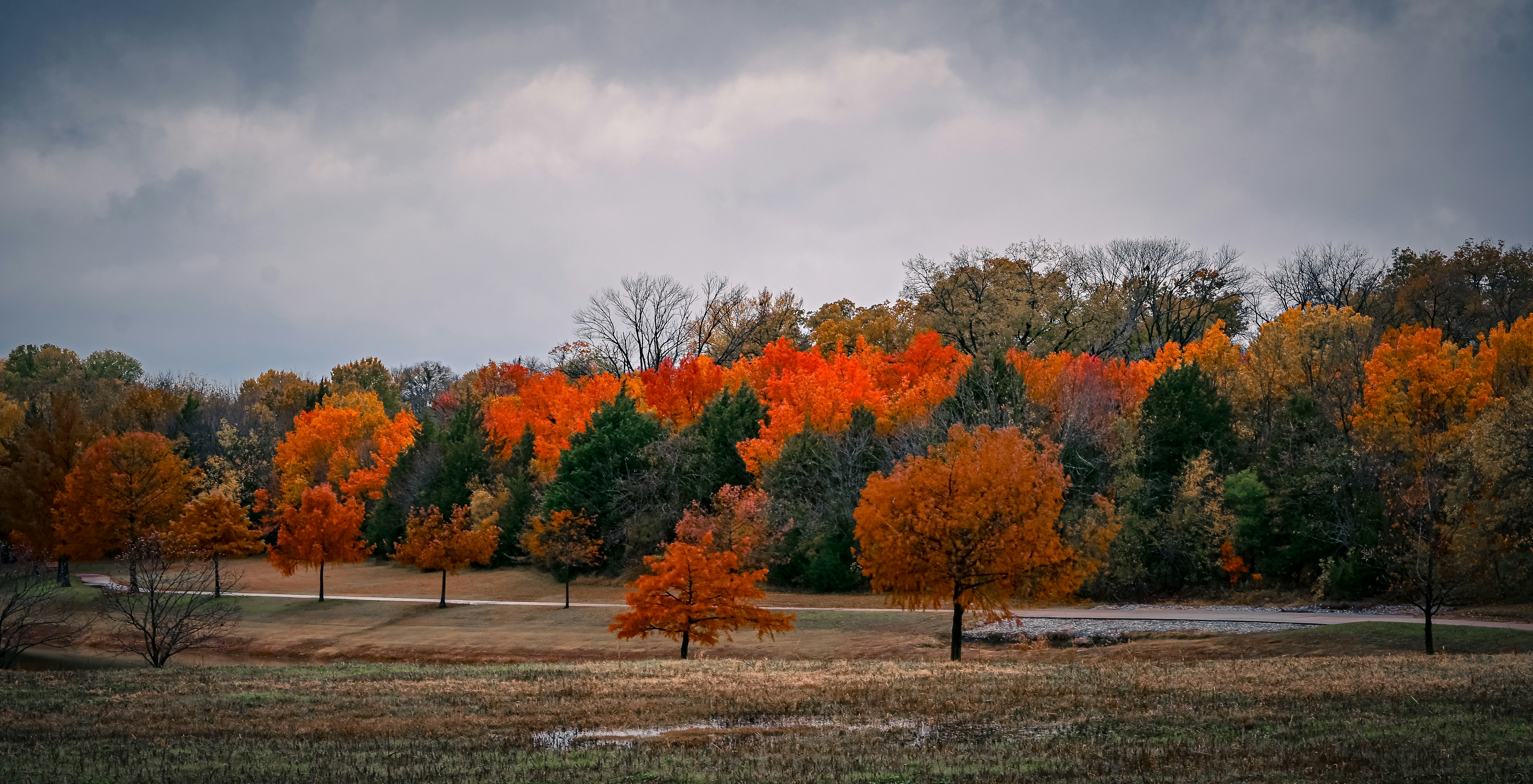 Fall Trees Pictures | Download Free Images on Unsplash