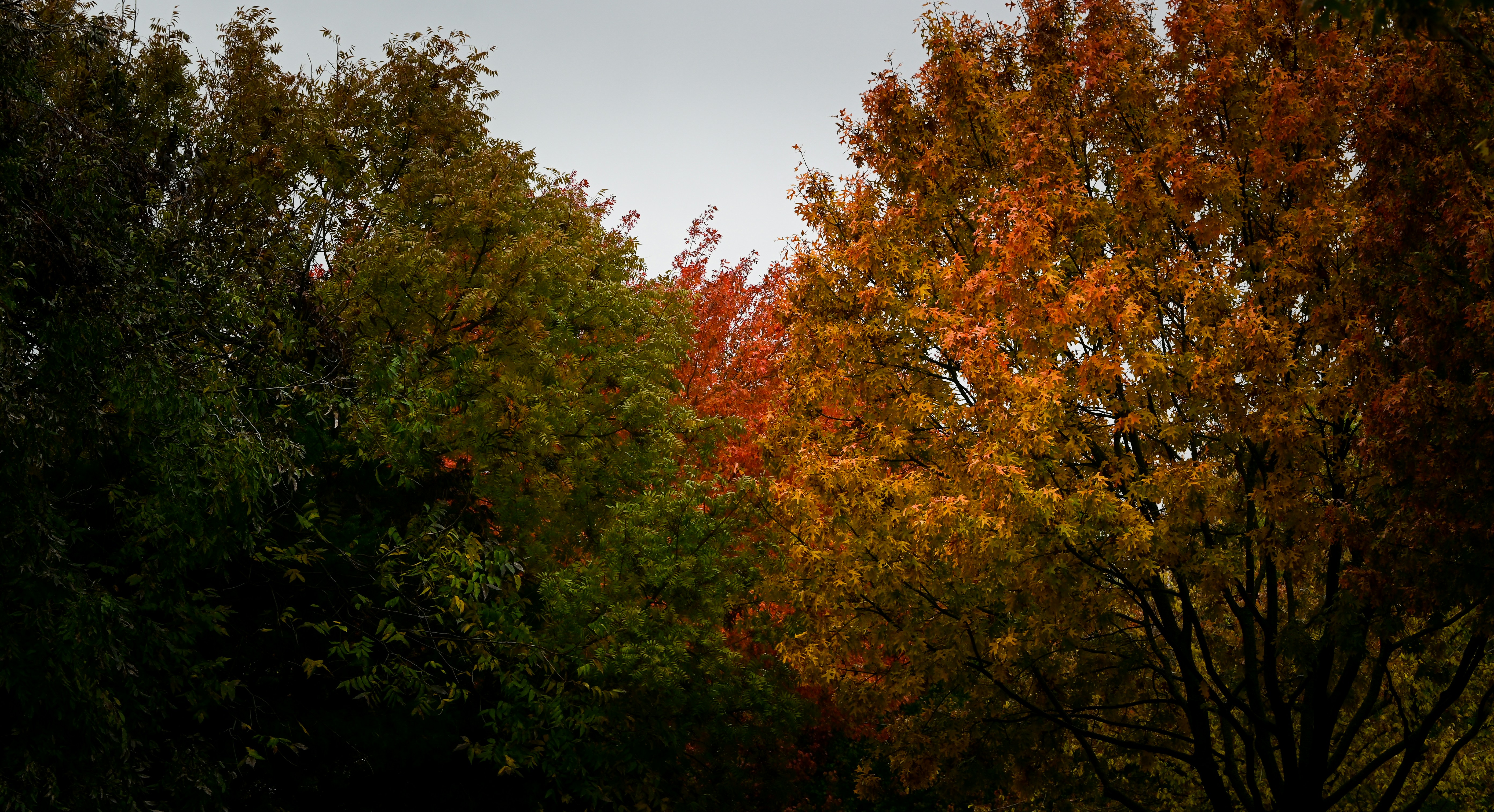 Fall Trees Pictures | Download Free Images on Unsplash