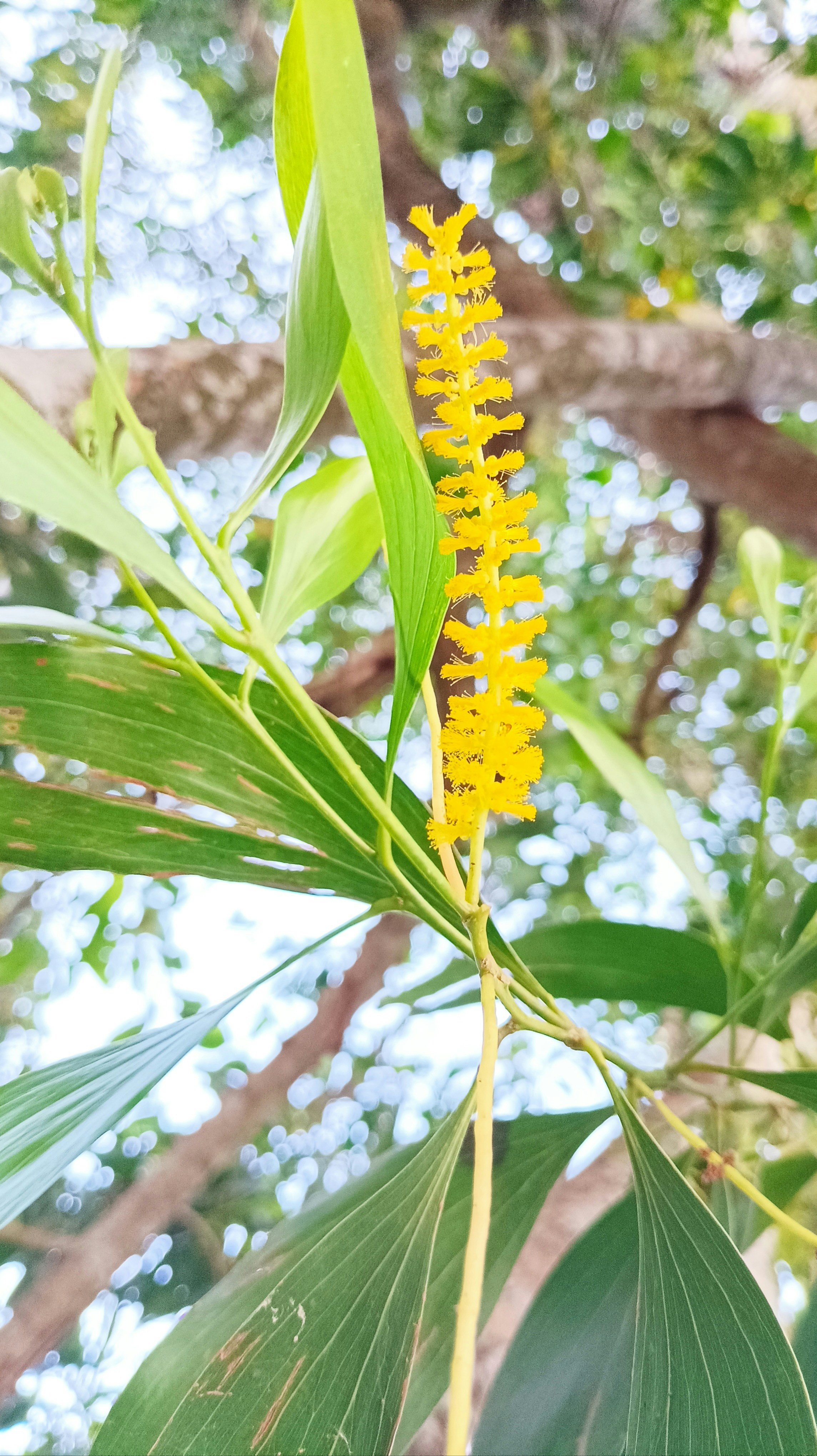 A plant with leaves photo – Free Plant Image on Unsplash