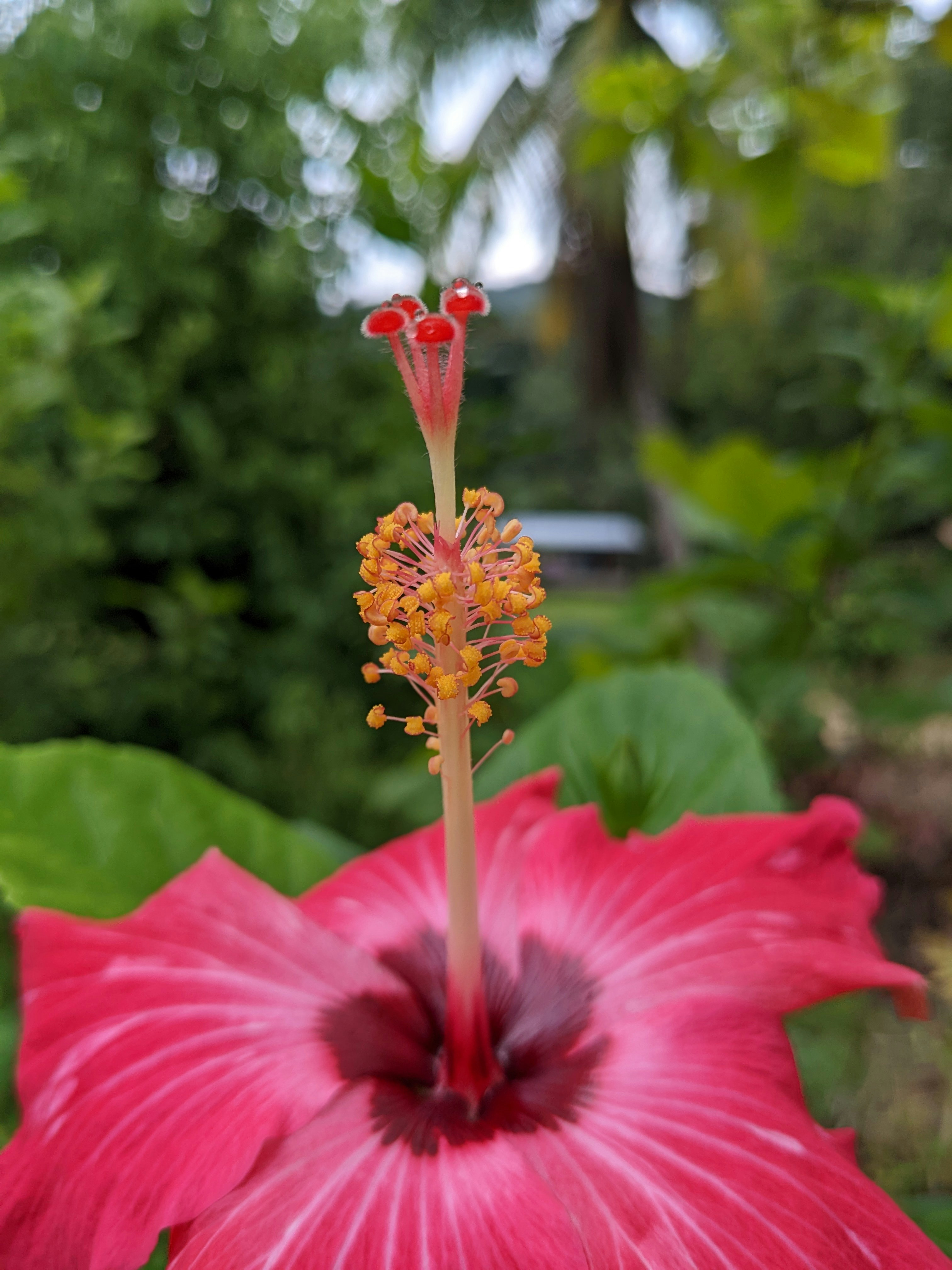 Crimson Stamen Crown: Close-Up Hibiscus Amid a Quiet Green Backdrop