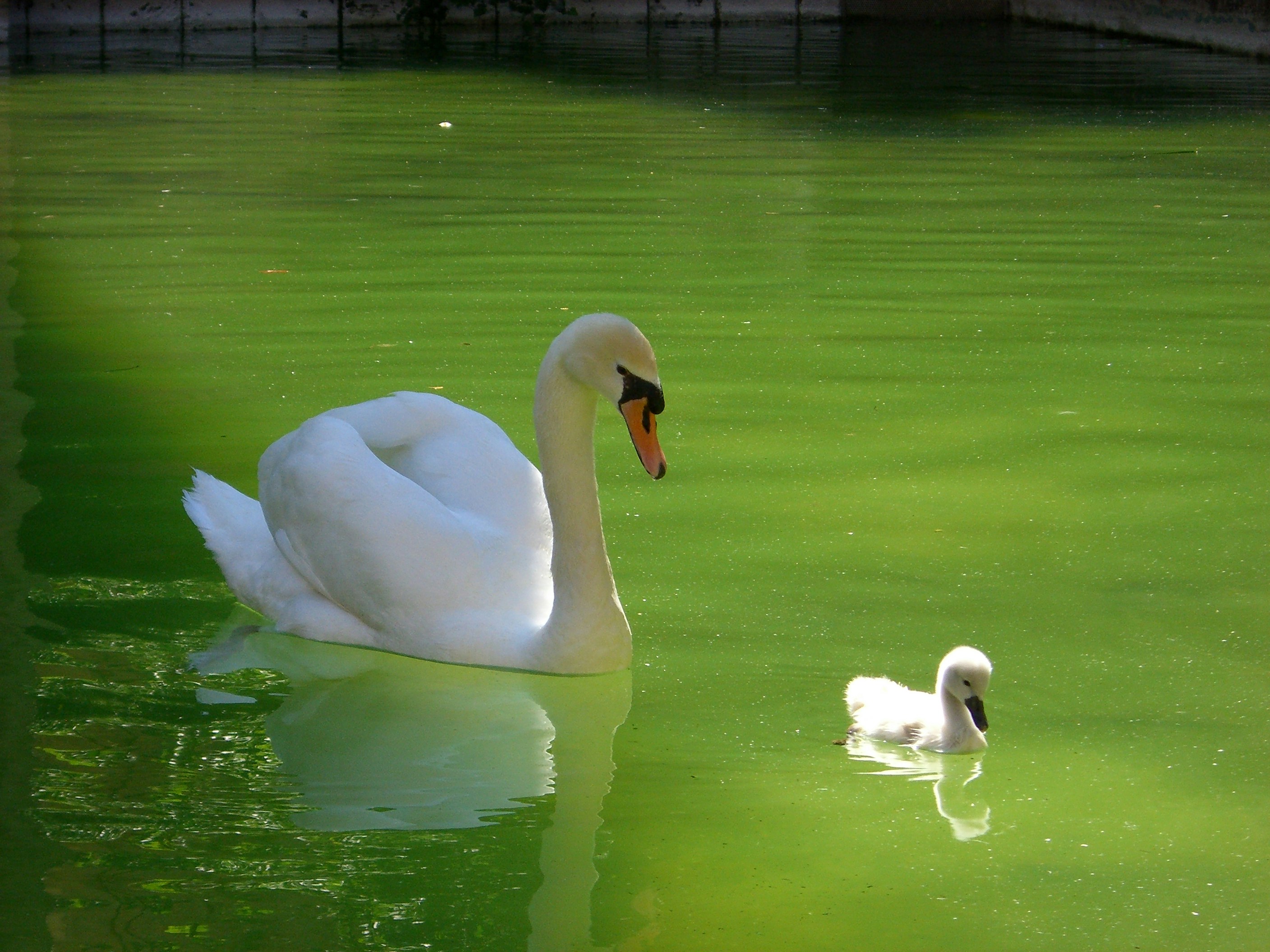 A couple of swans in a pond photo – Free Avinguda d'antoni maura Image ...