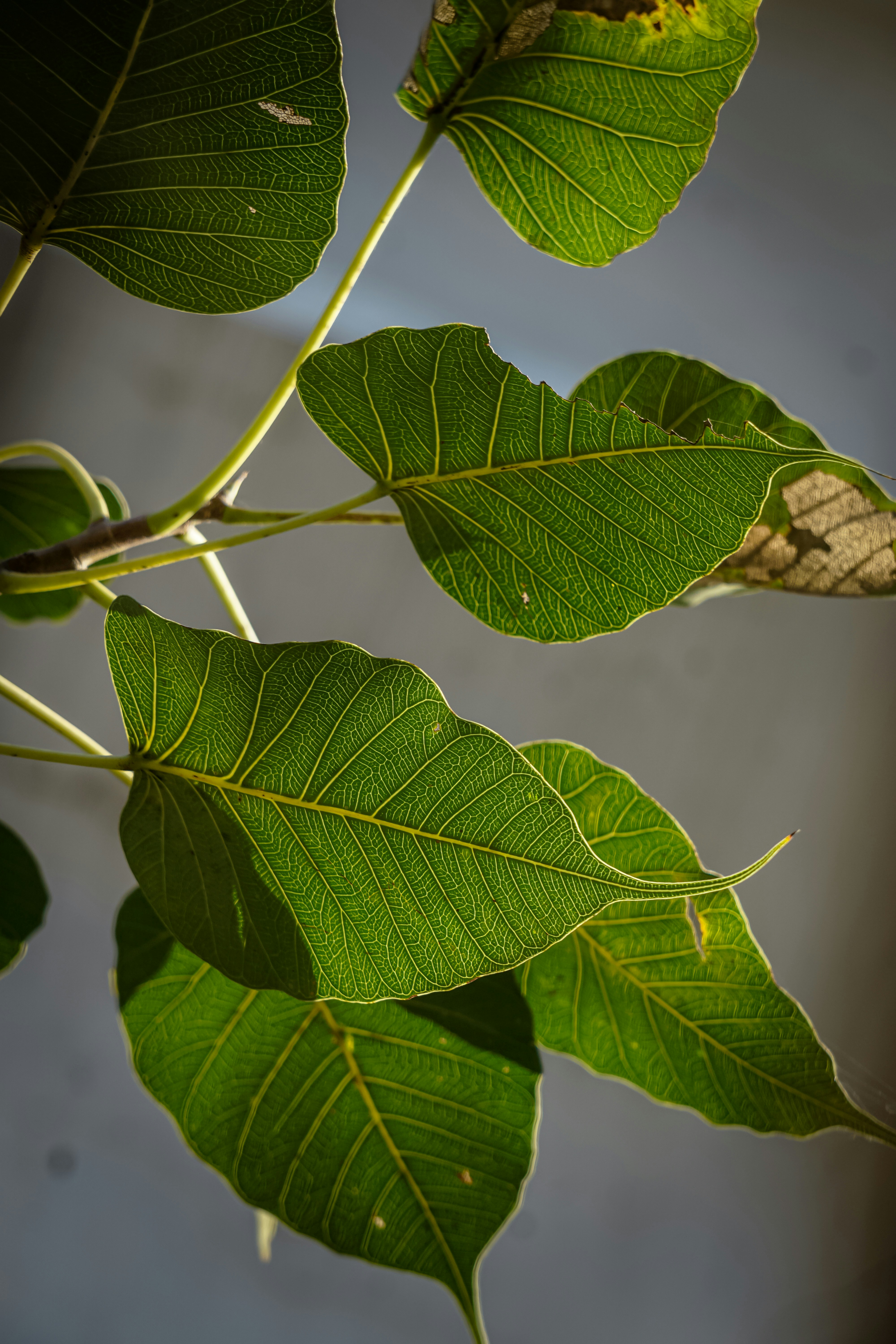 Vishvraj Singh Tomar (@vst30) | Unsplash Photo Community